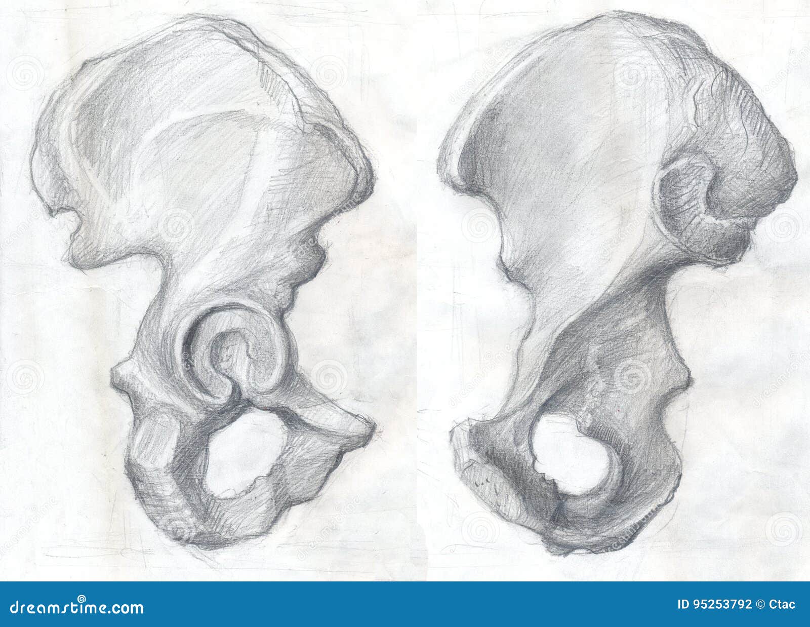 Hueso de la cadera stock de ilustración. Ilustración de médico - 95253792