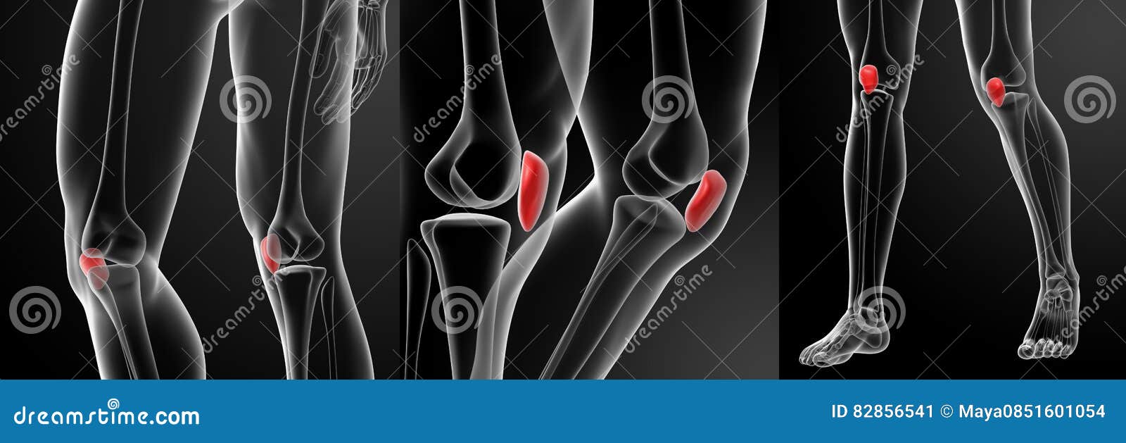 Hueso de la rótula stock de ilustración. Ilustración de peroné - 82856541