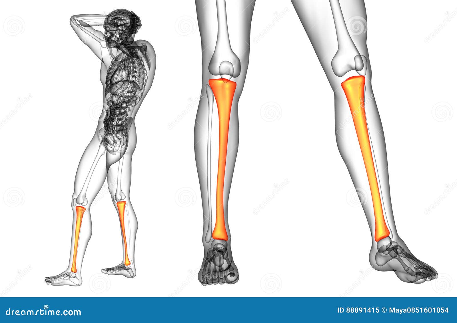 Hueso de la tibia stock de ilustración. Ilustración de salud - 88891415