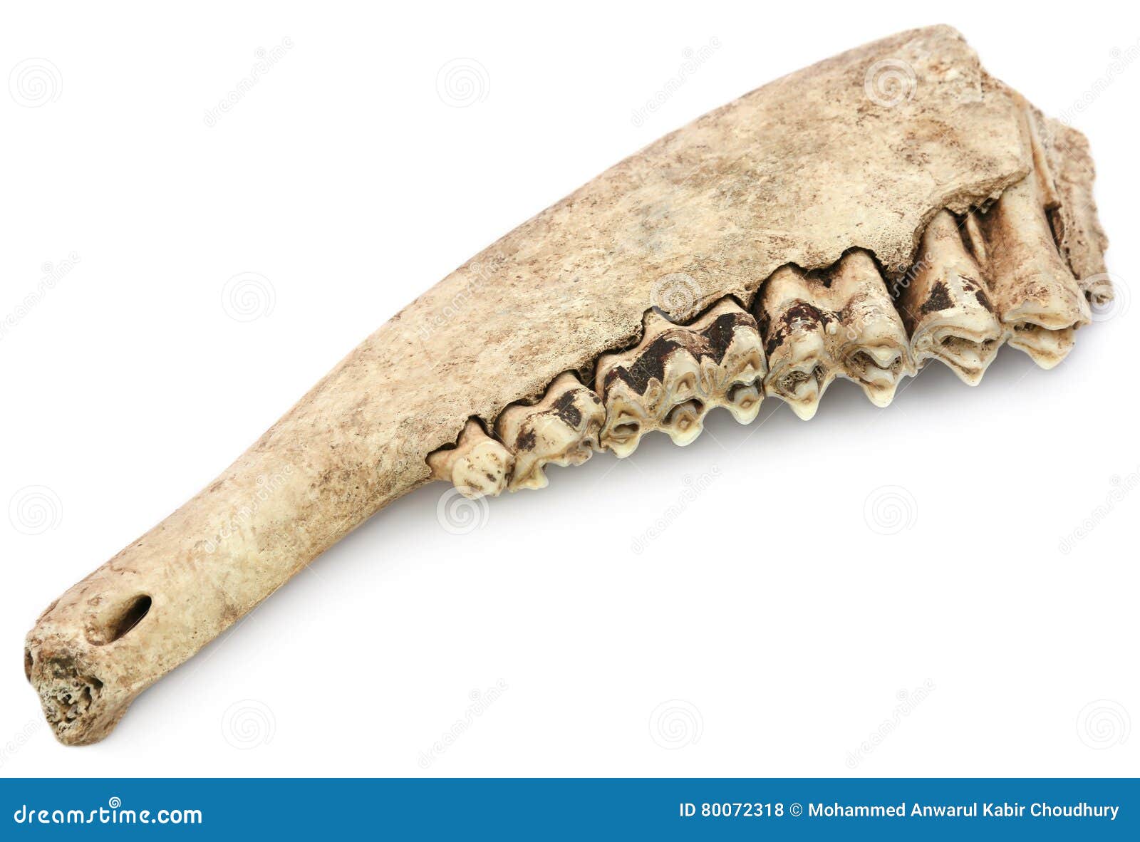 Hueso De La Vaca Del Mandíbula Foto de archivo - Imagen de primer ...