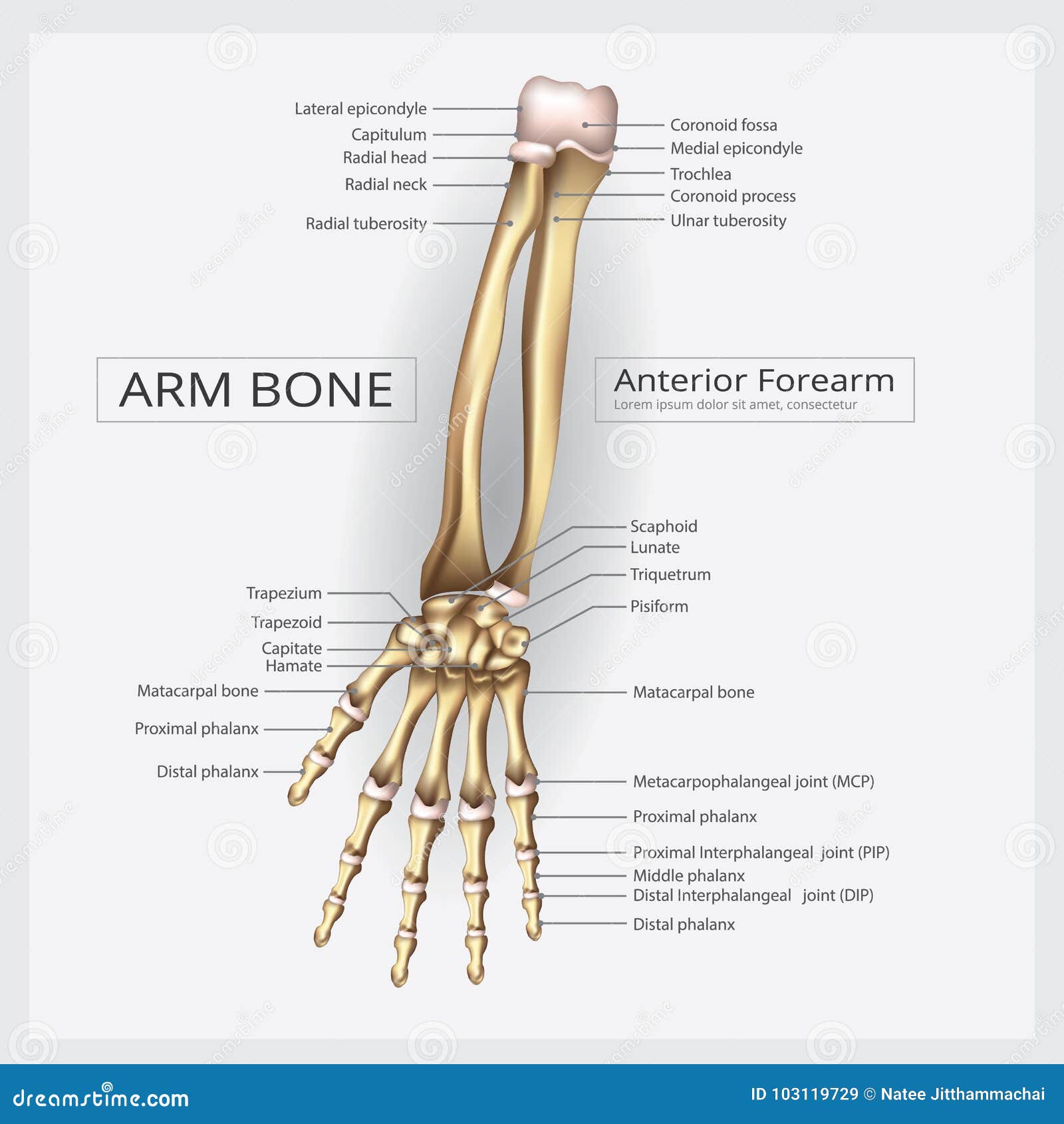 Hueso De Mano Humano De La Anatomía Ilustración del Vector ...