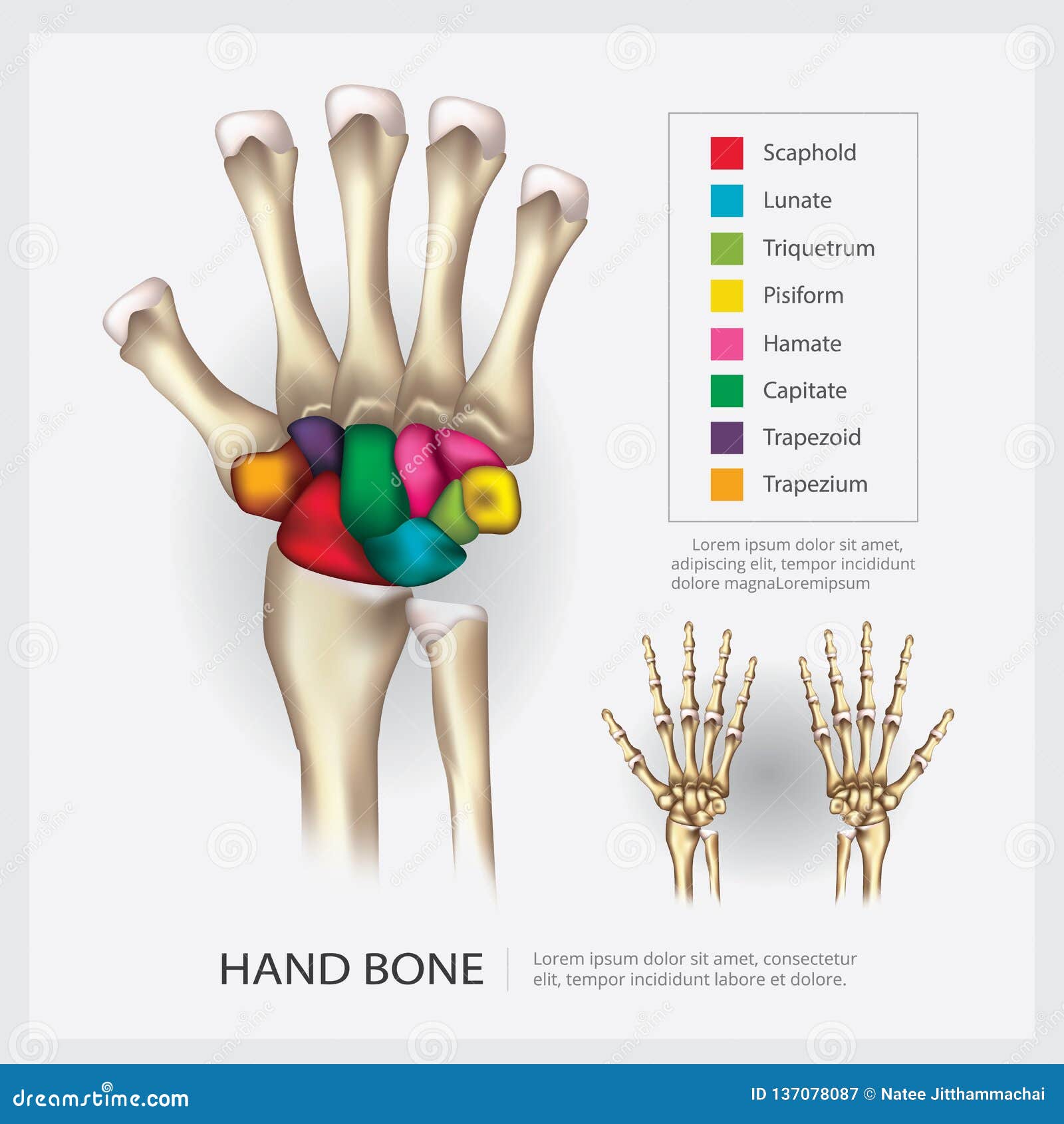 Hueso De Mano Humano De La Anatomía Ilustración del Vector ...