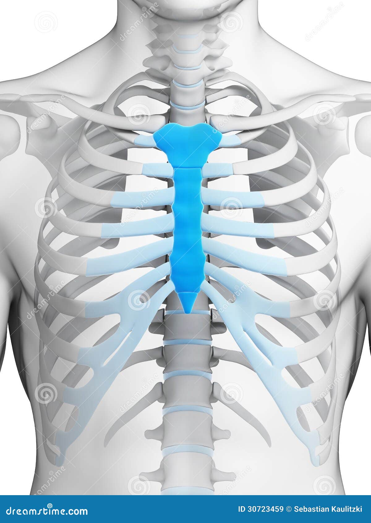 Hueso de pecho stock de ilustración. Ilustración de azul - 30723459