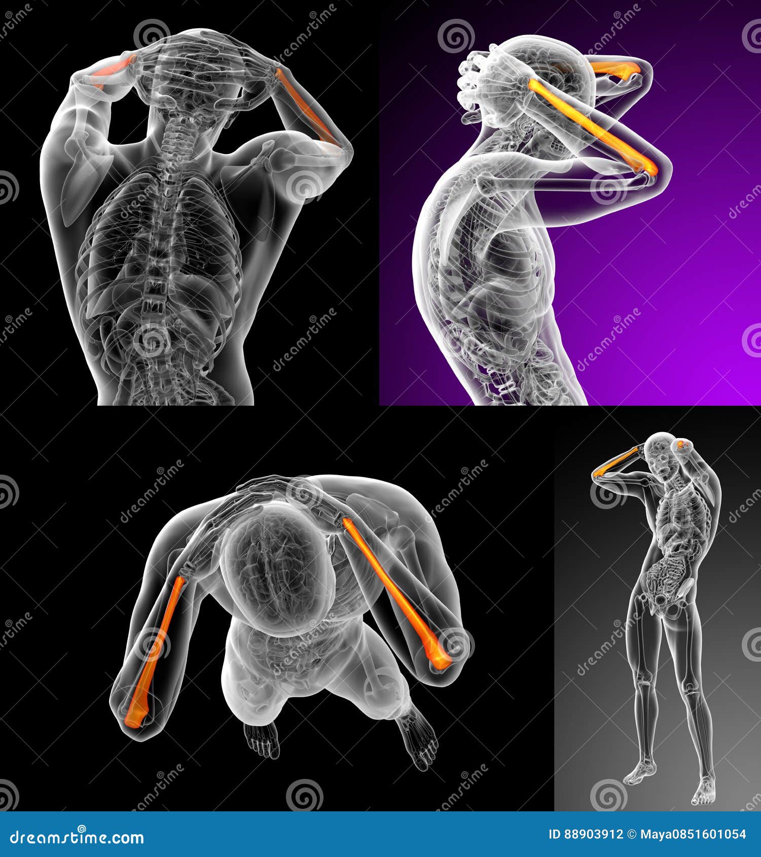 Hueso del cúbito stock de ilustración. Ilustración de hueso - 88903912