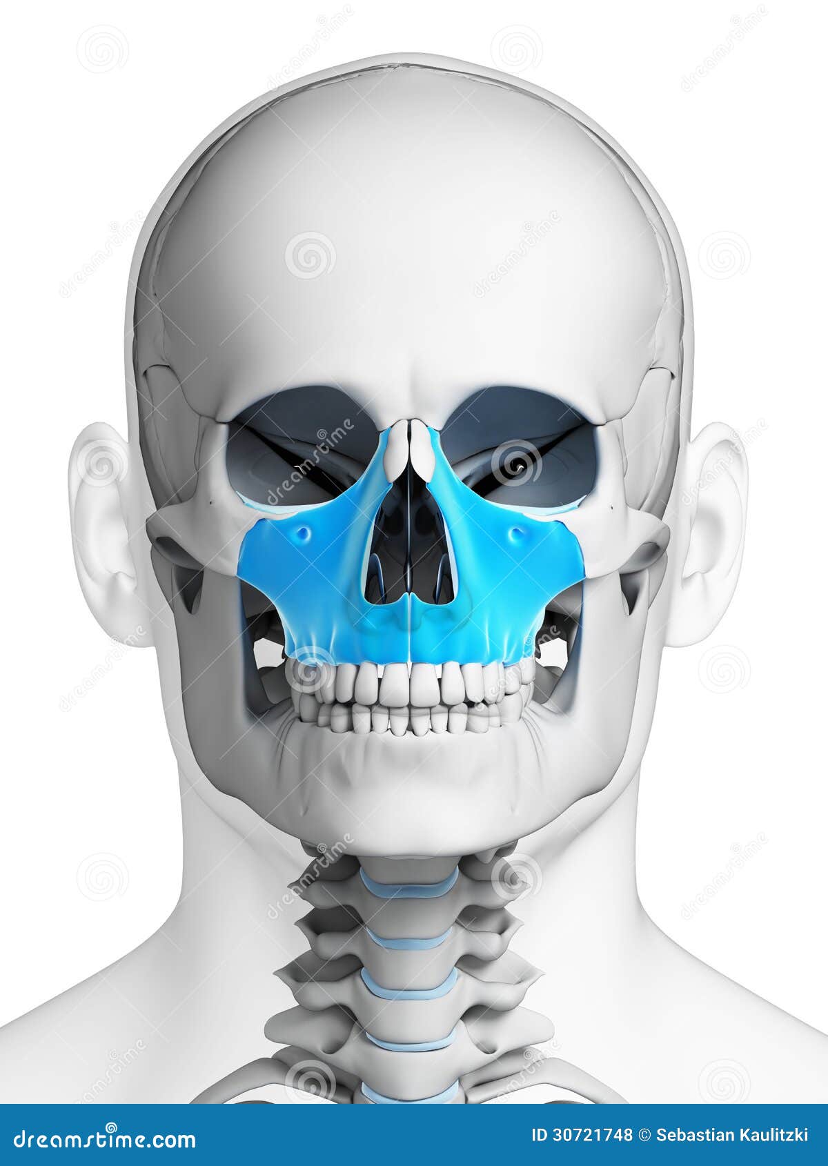 Hueso del maxilar stock de ilustración. Ilustración de muerte - 30721748