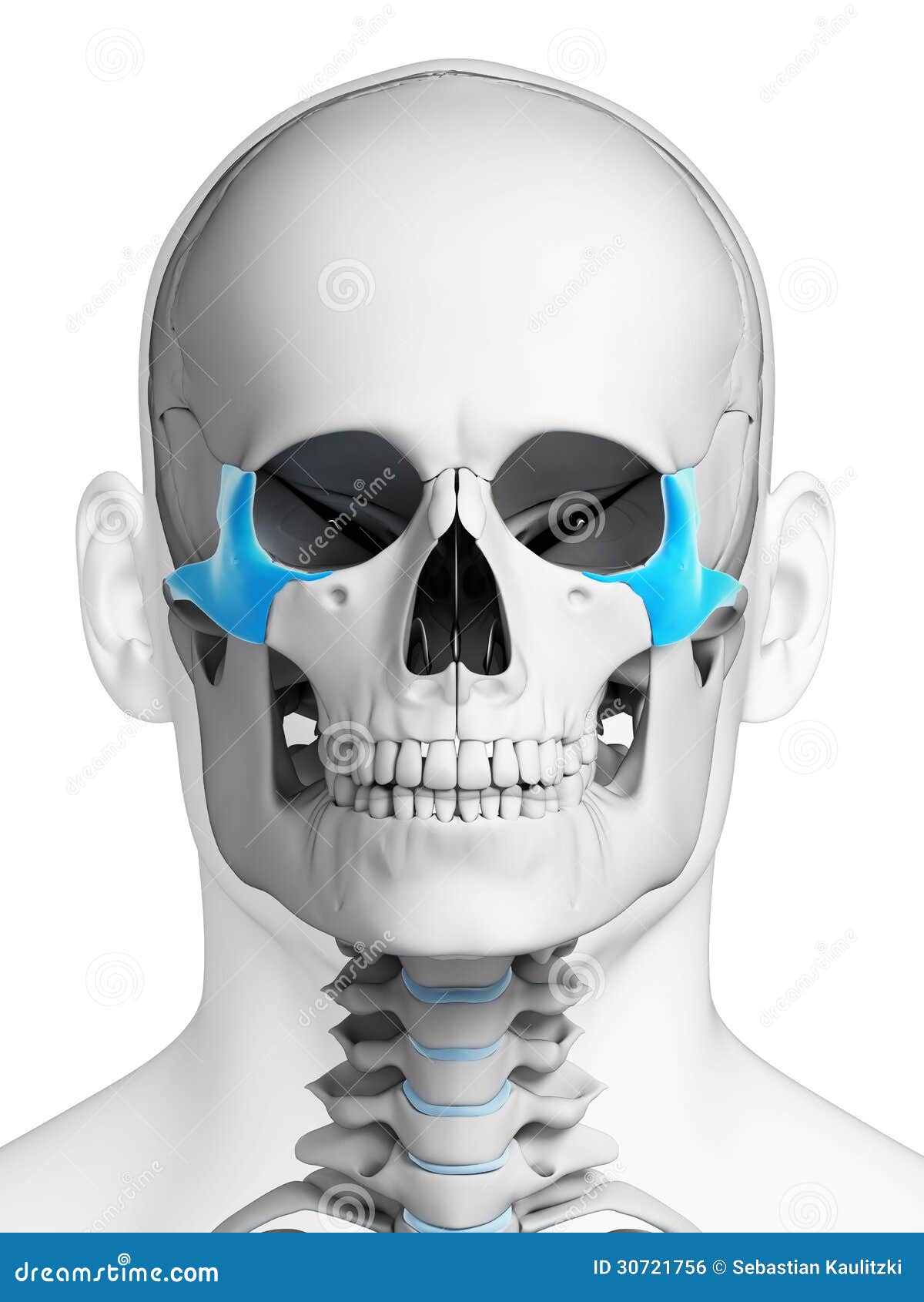 Hueso zigomático destacado stock de ilustración. Ilustración de ...