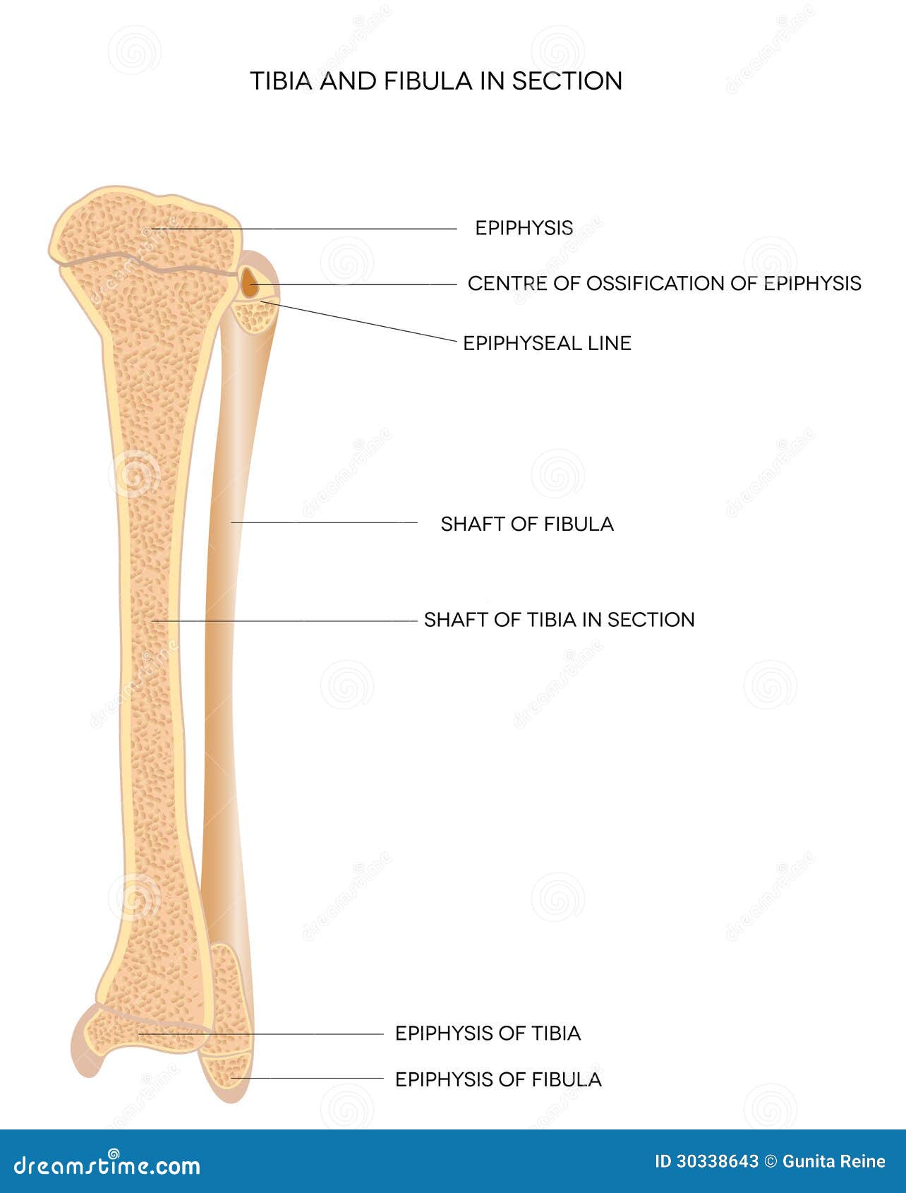 Huesos De La Pierna De La Tibia Y Del Peroné Fotos de archivo - Imagen ...
