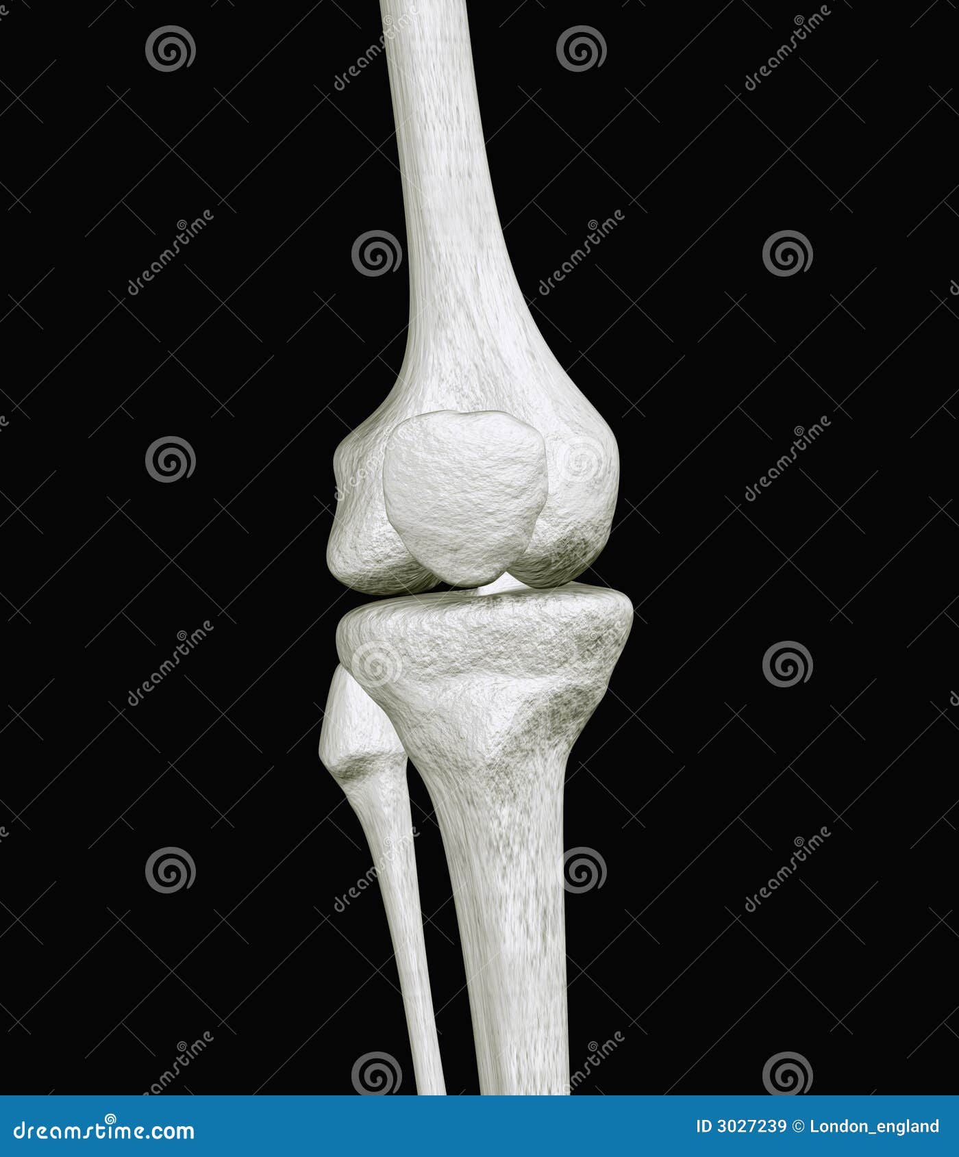 Huesos de la rodilla stock de ilustración. Ilustración de pierna - 3027239