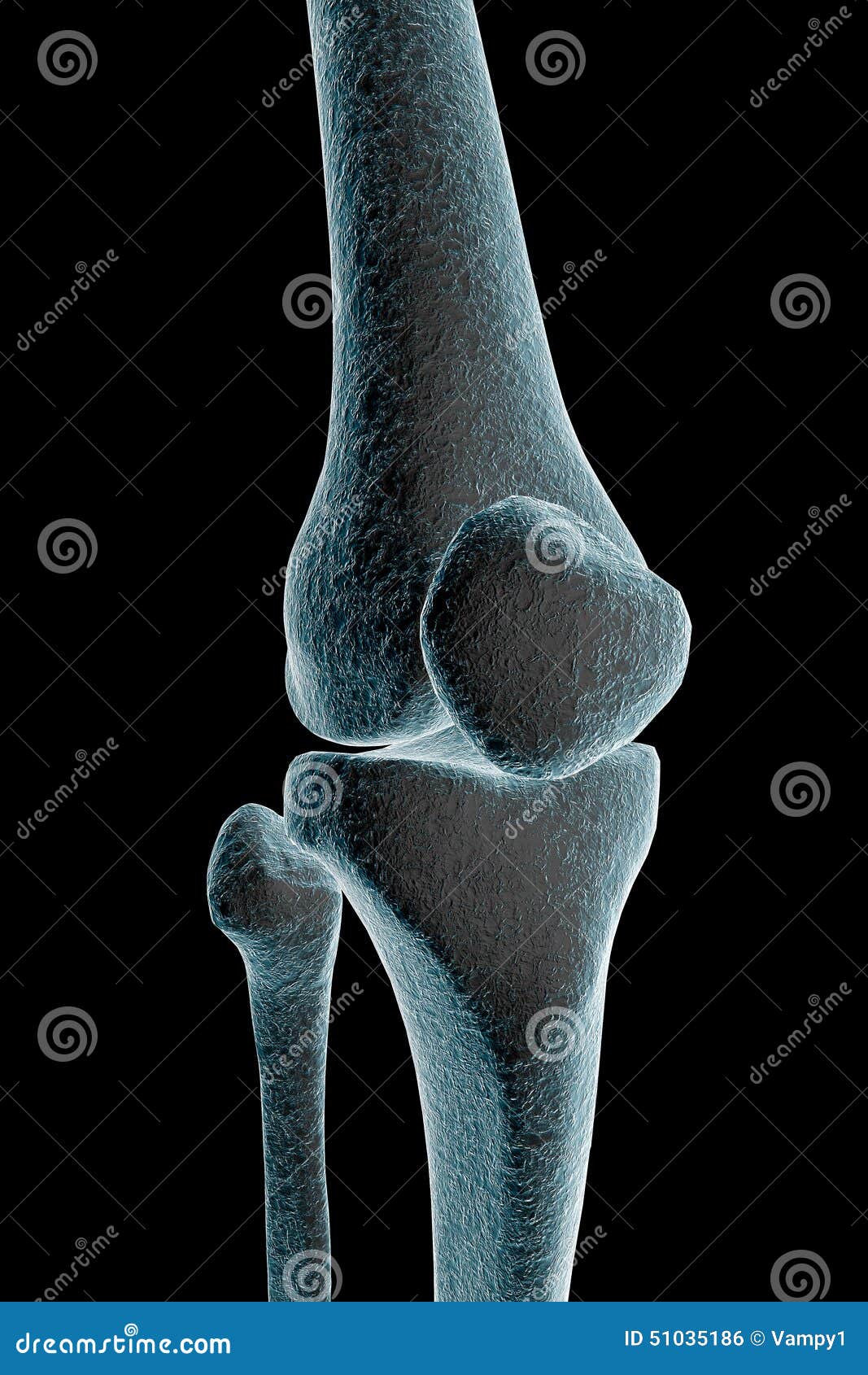 Huesos De La Rodilla, Fémur, Tibia, Peroné, Rótula Stock de ilustración ...