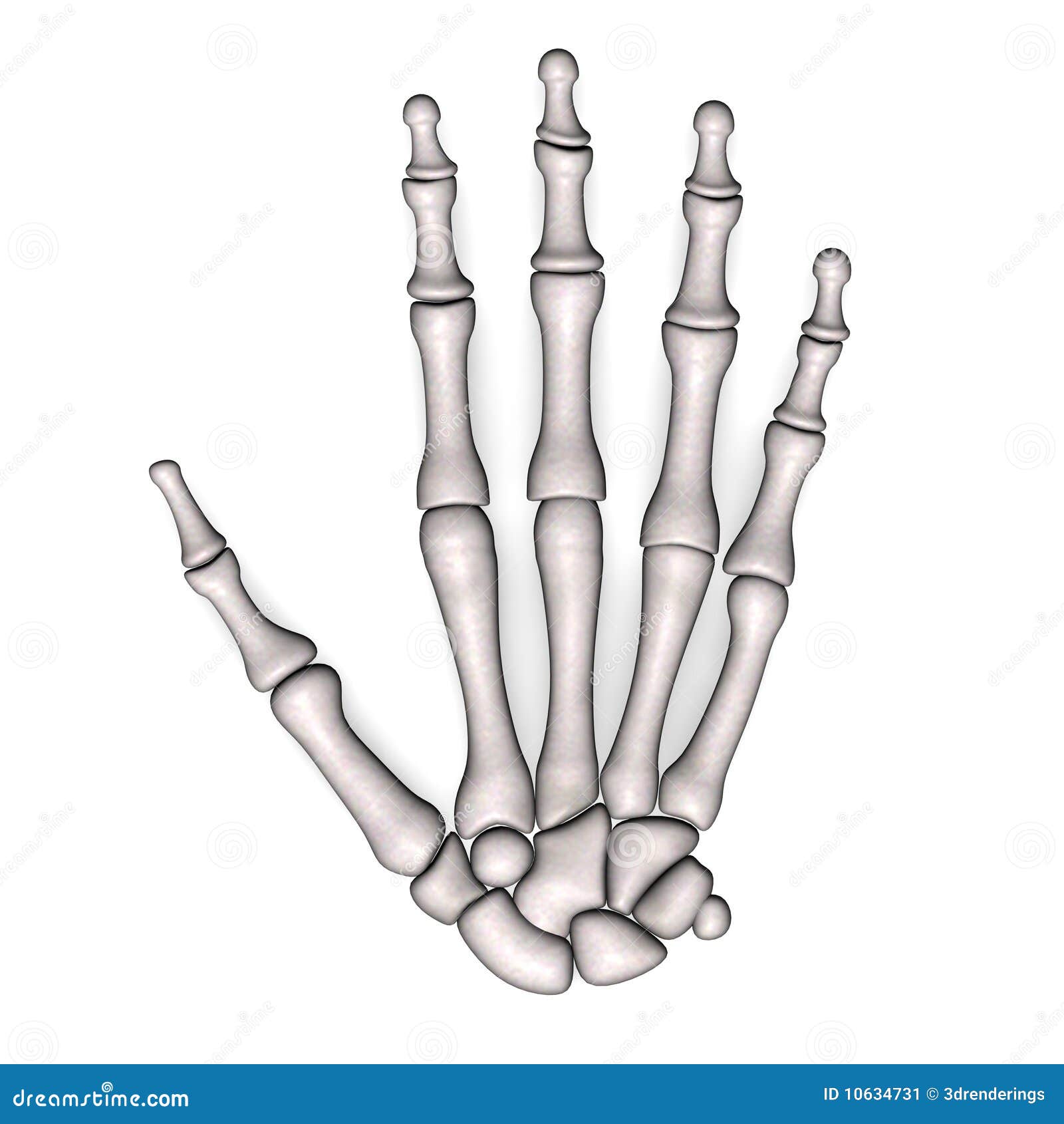 Dibujo De Los Huesos De La Mano Y Sus Partes - Image to u Dibujo De Los Huesos De La Mano Y Sus Partes - Image to u