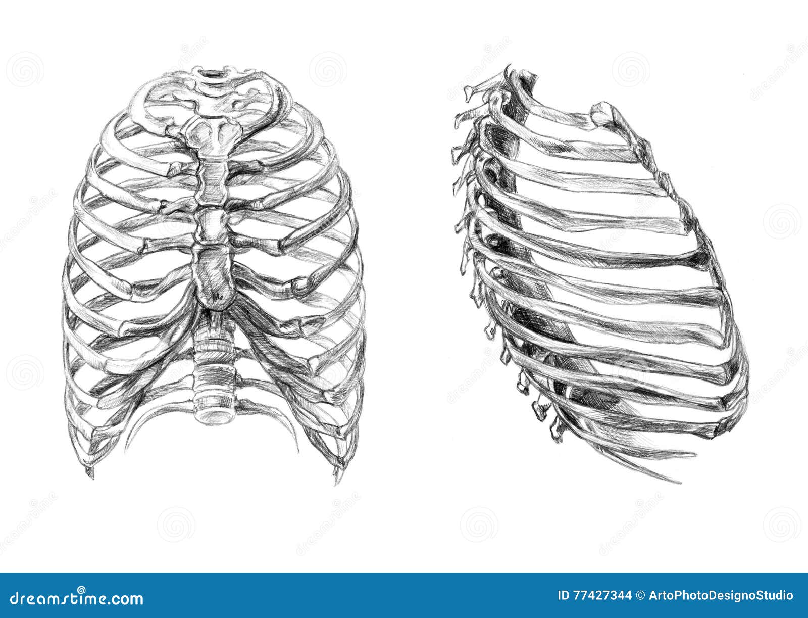 Huesos Del Tórax Y X28; 2 Angles& X29; Stock de ilustración ...