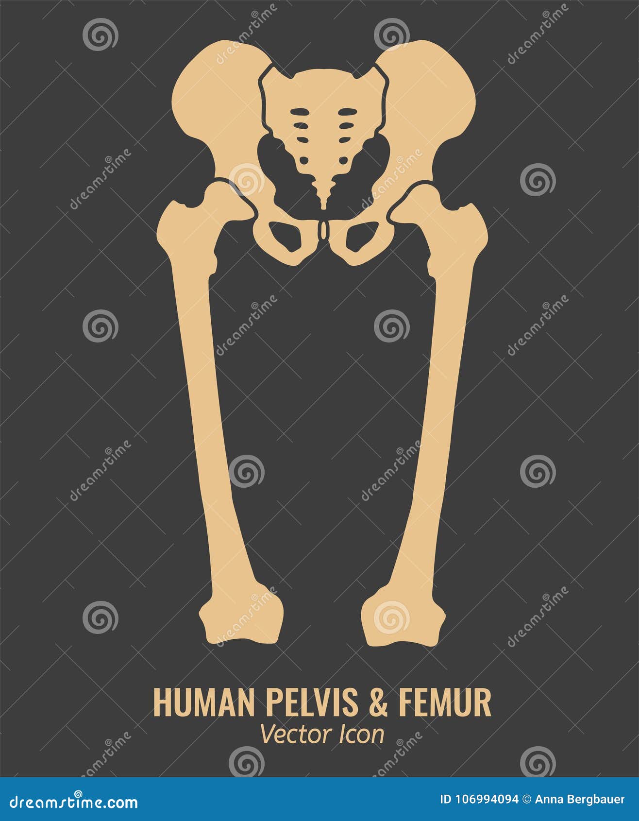 Huesos Humanos De La Cadera Ilustración del Vector - Ilustración de ...