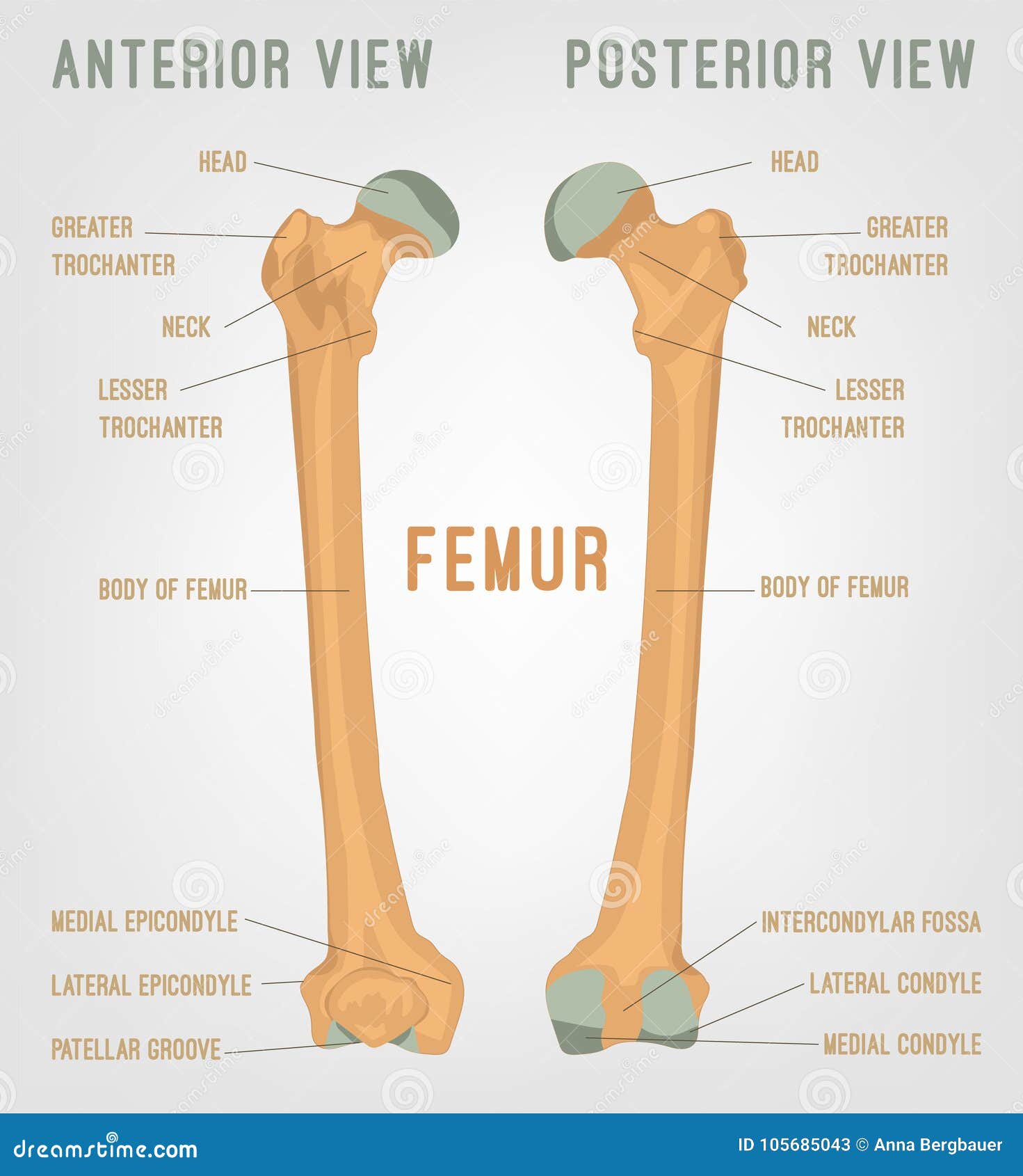 Huesos humanos del fémur ilustración del vector. Ilustración de ...