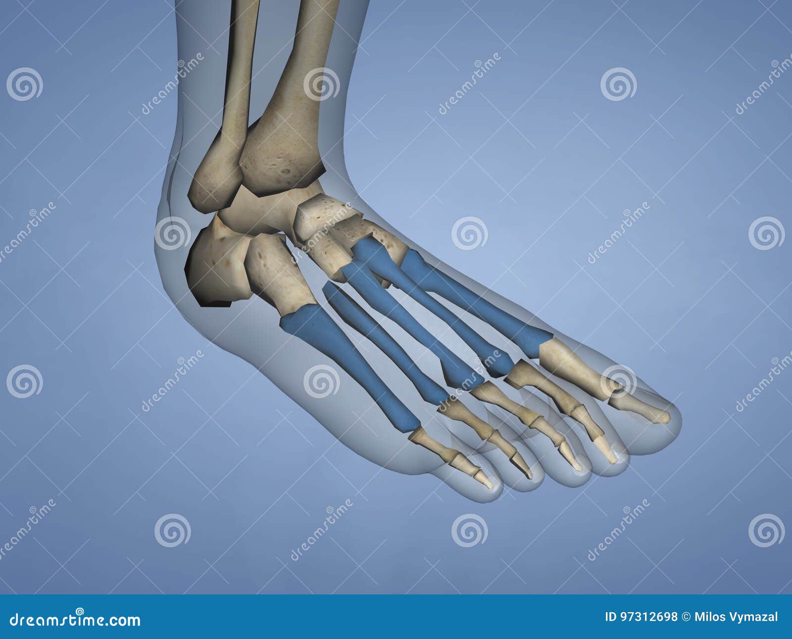 Huesos Metatarsianos, Modelo 3D Stock de ilustración - Ilustración de ...