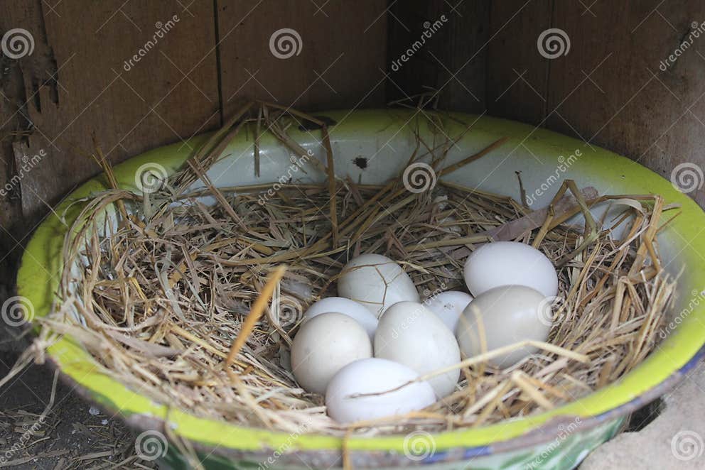 Huevo De Gallina Java Indonesia Foto de archivo - Imagen de indonesio ...