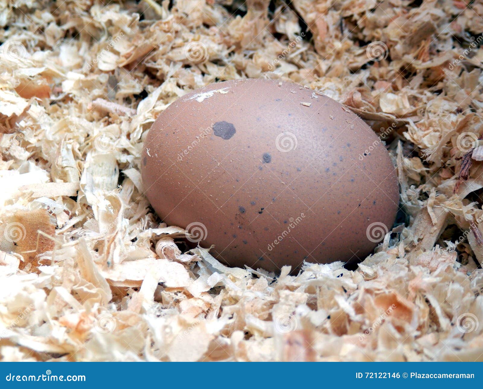 Huevo De Gallinas Recientemente Puesto Foto de archivo - Imagen de ...