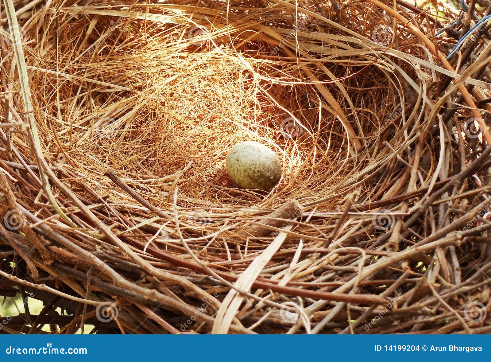 Huevo en nido foto de archivo. Imagen de season, abode - 14199204