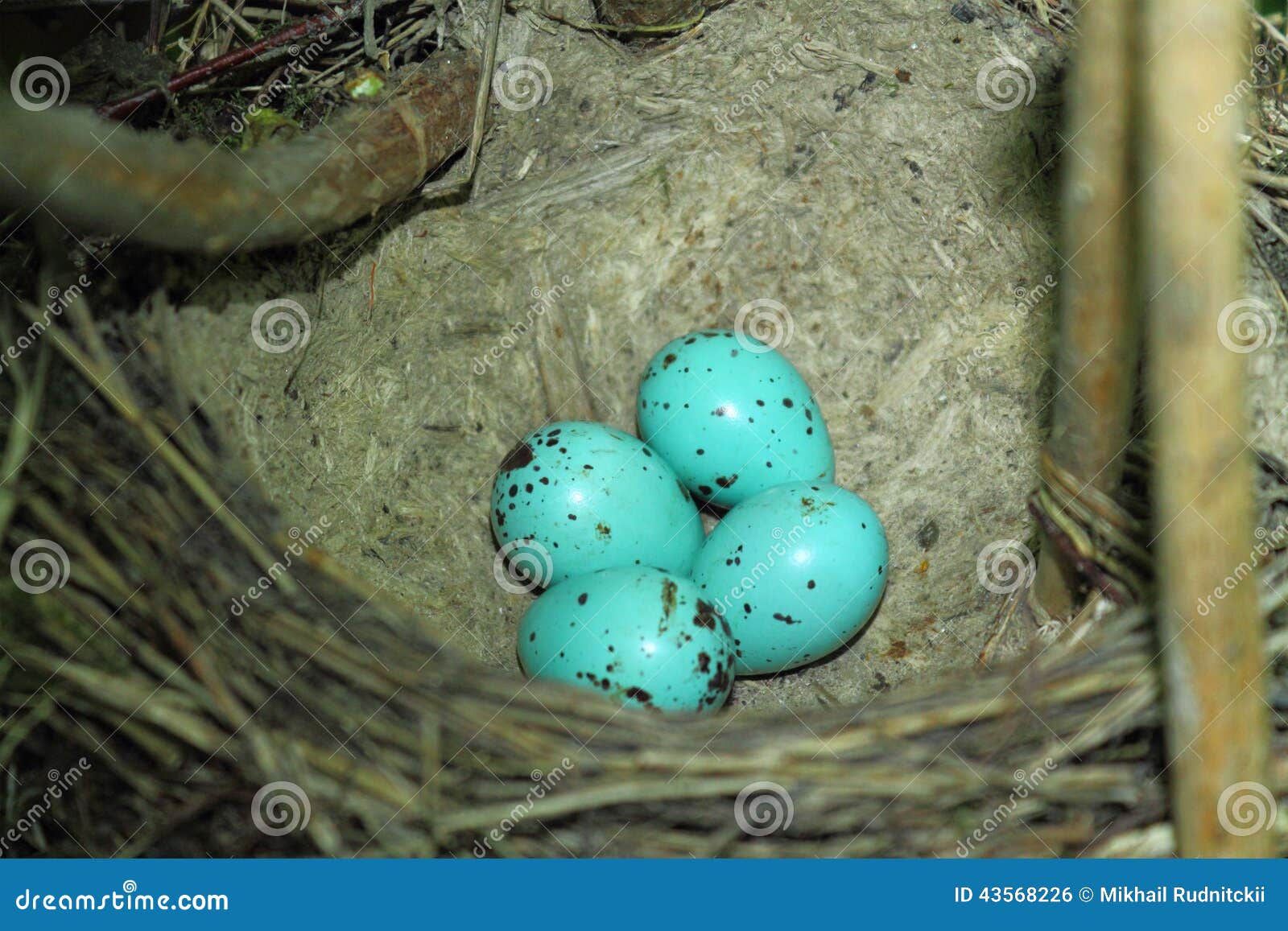 149 Huevos Azules Del Pájaro Fotos - Libres de Derechos y Gratuitas de ...