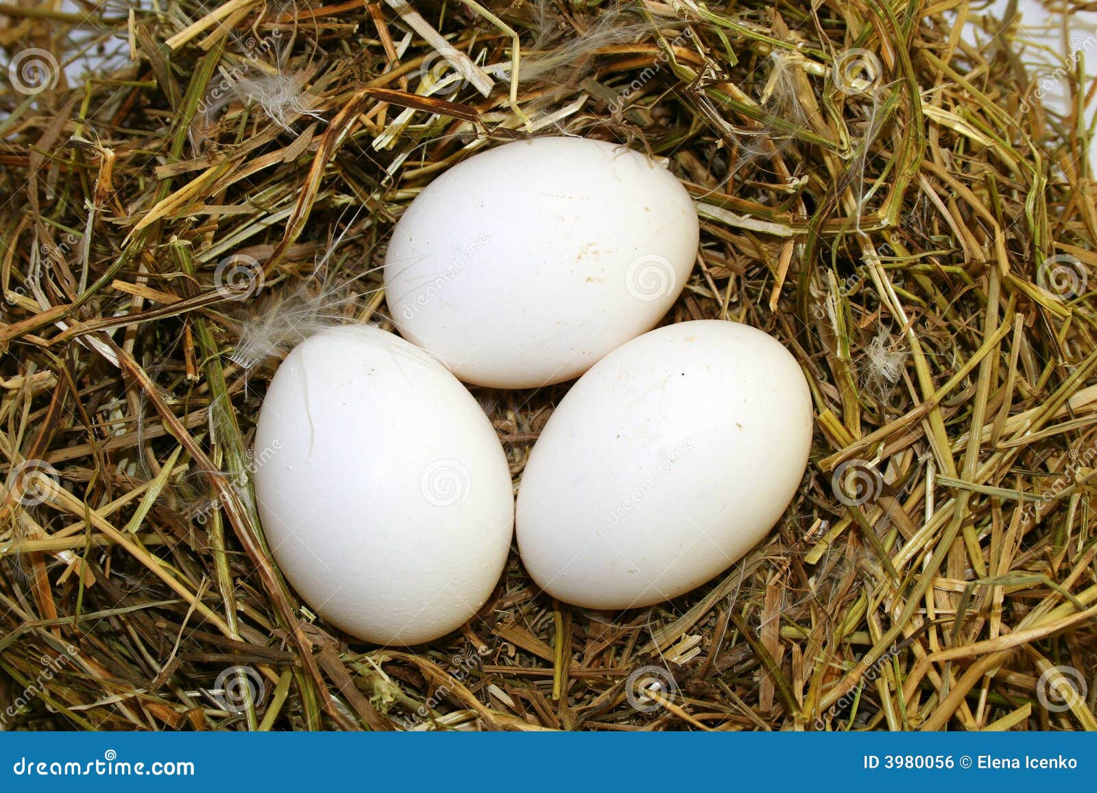 Huevos blancos foto de archivo. Imagen de abajo, cachorro - 3980056