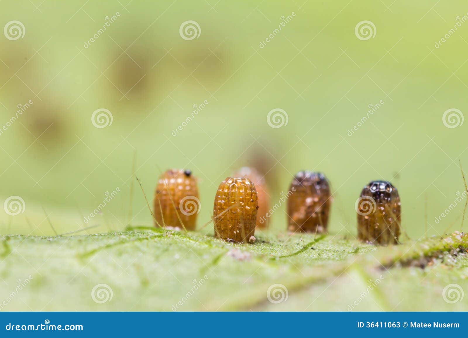 Huevos de la mariposa imagen de archivo. Imagen de metamorfismo - 36411063
