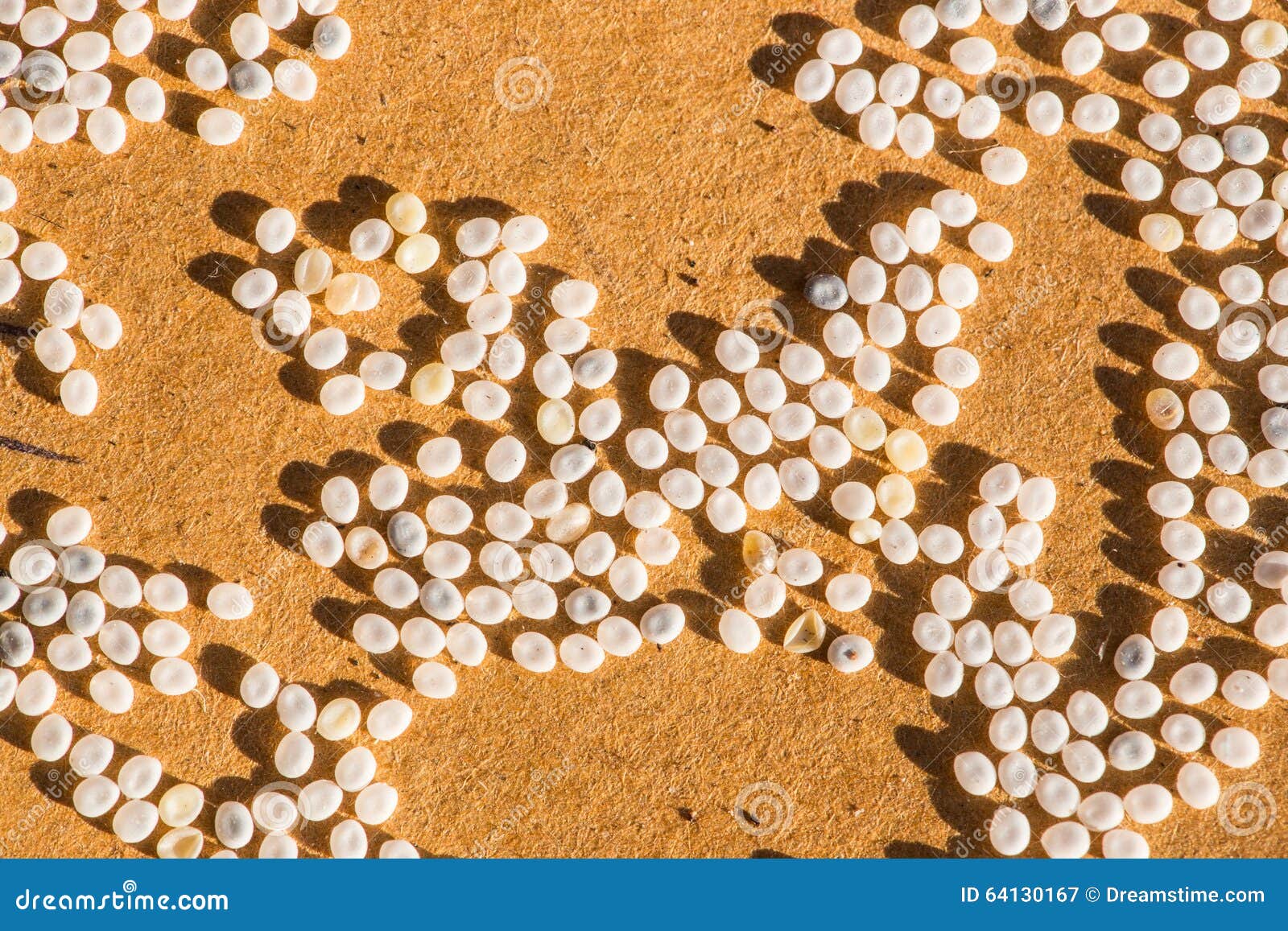 Huevos de la mariposa imagen de archivo. Imagen de frente - 64130167