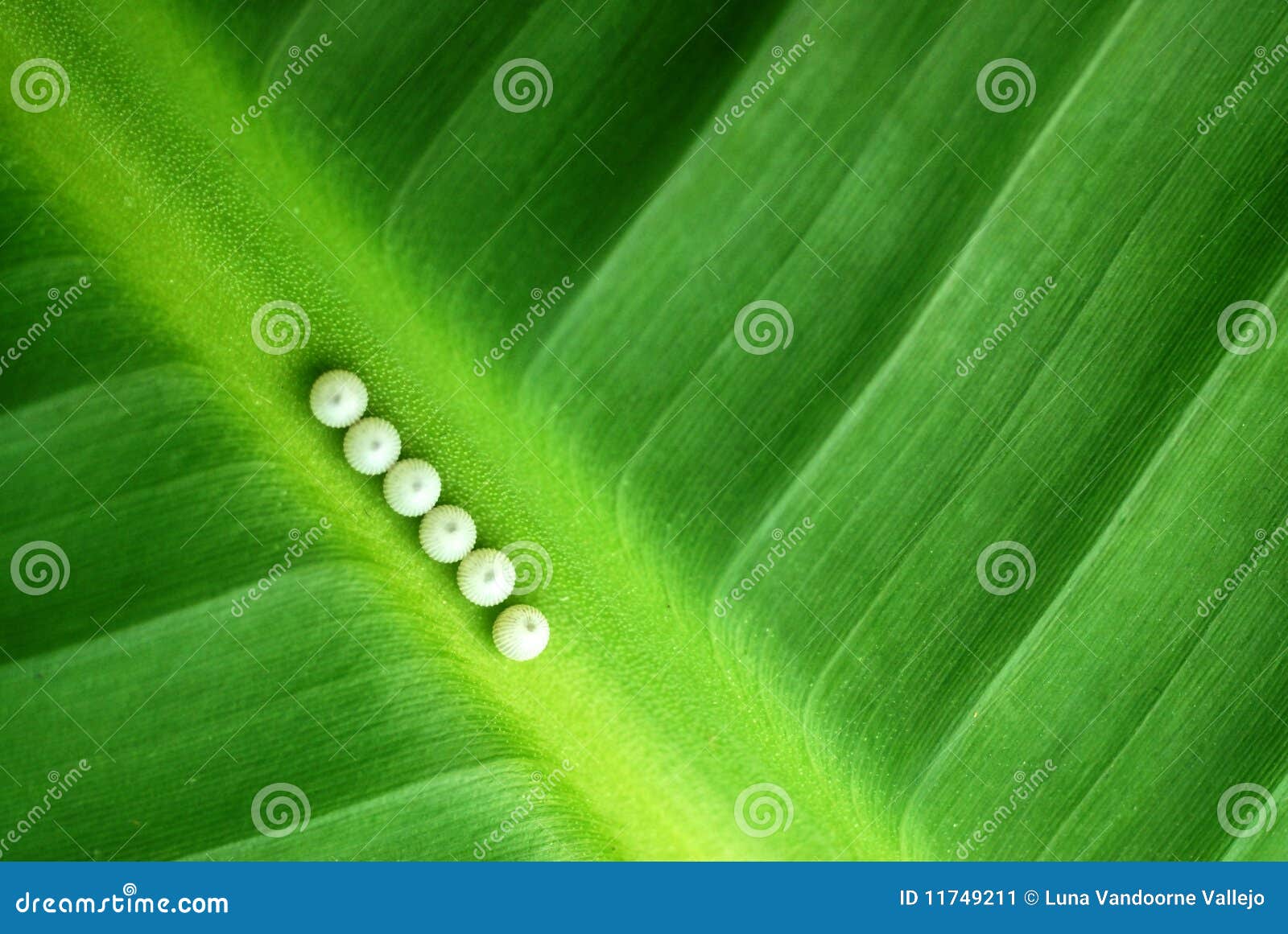 Huevos De La Mariposa De Los Peleides De Morpho Imagen de archivo ...
