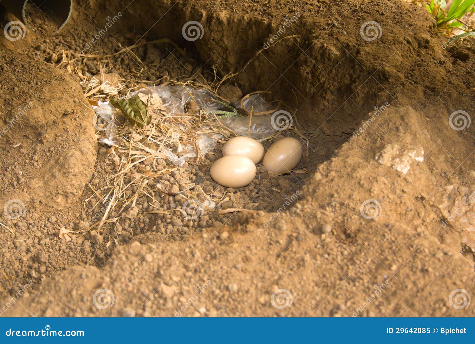 Huevos De Las Aves En La Tierra. Imagen de archivo - Imagen de ...