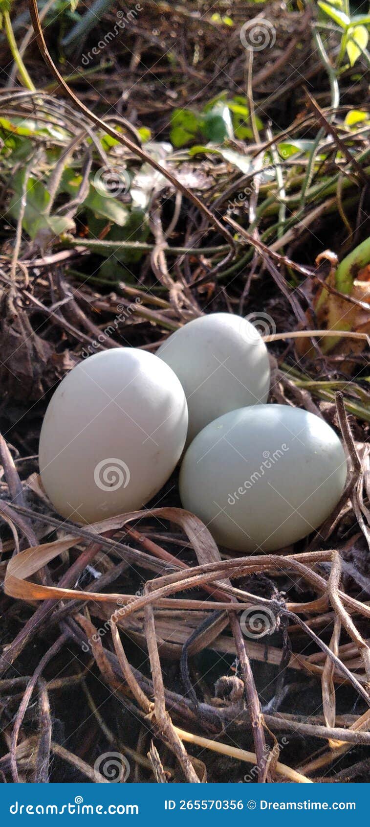 Huevos De Pato En El Bosque Foto de archivo - Imagen de fauna, alimento ...