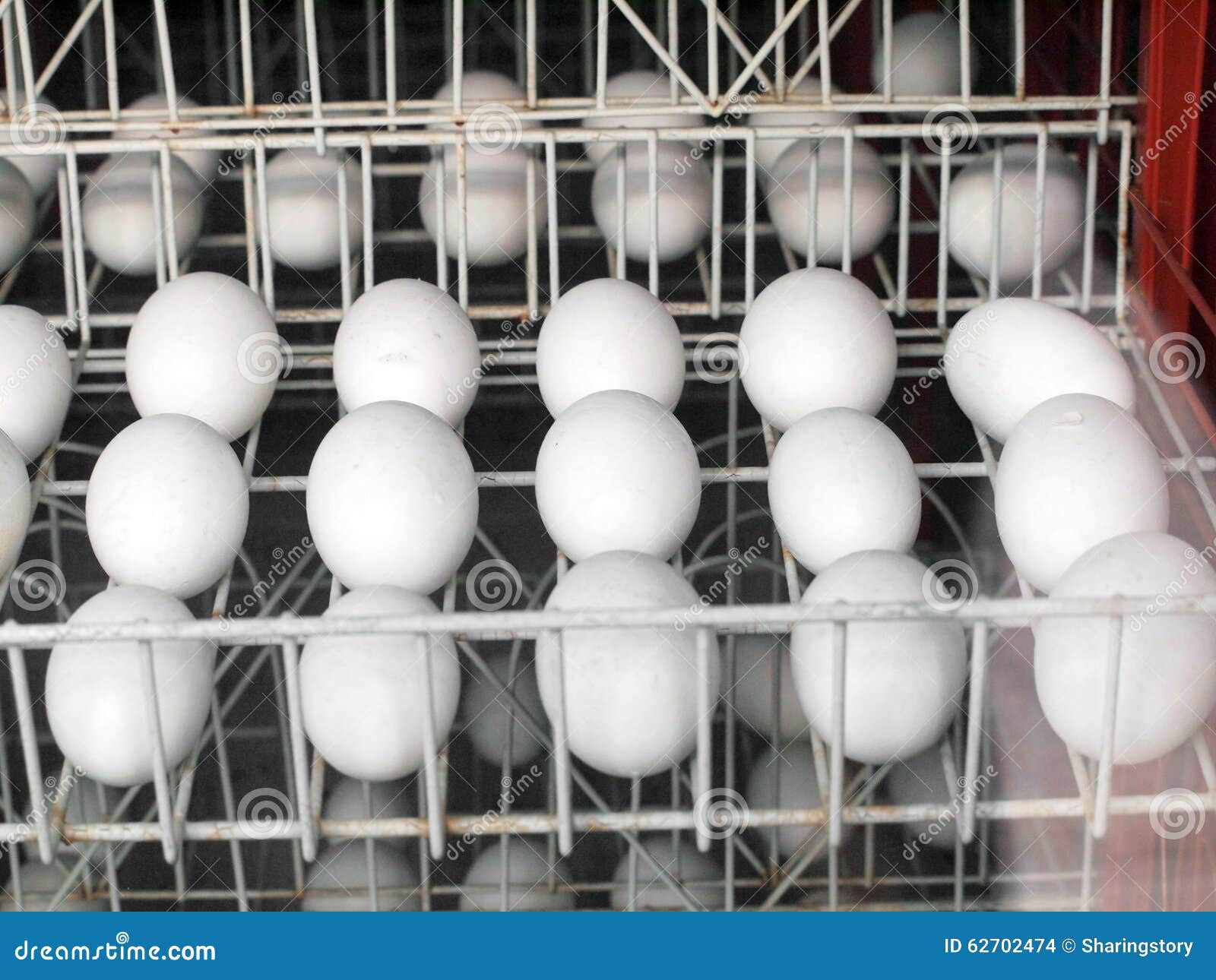 Huevos del cocodrilo foto de archivo. Imagen de anfibio - 62702474