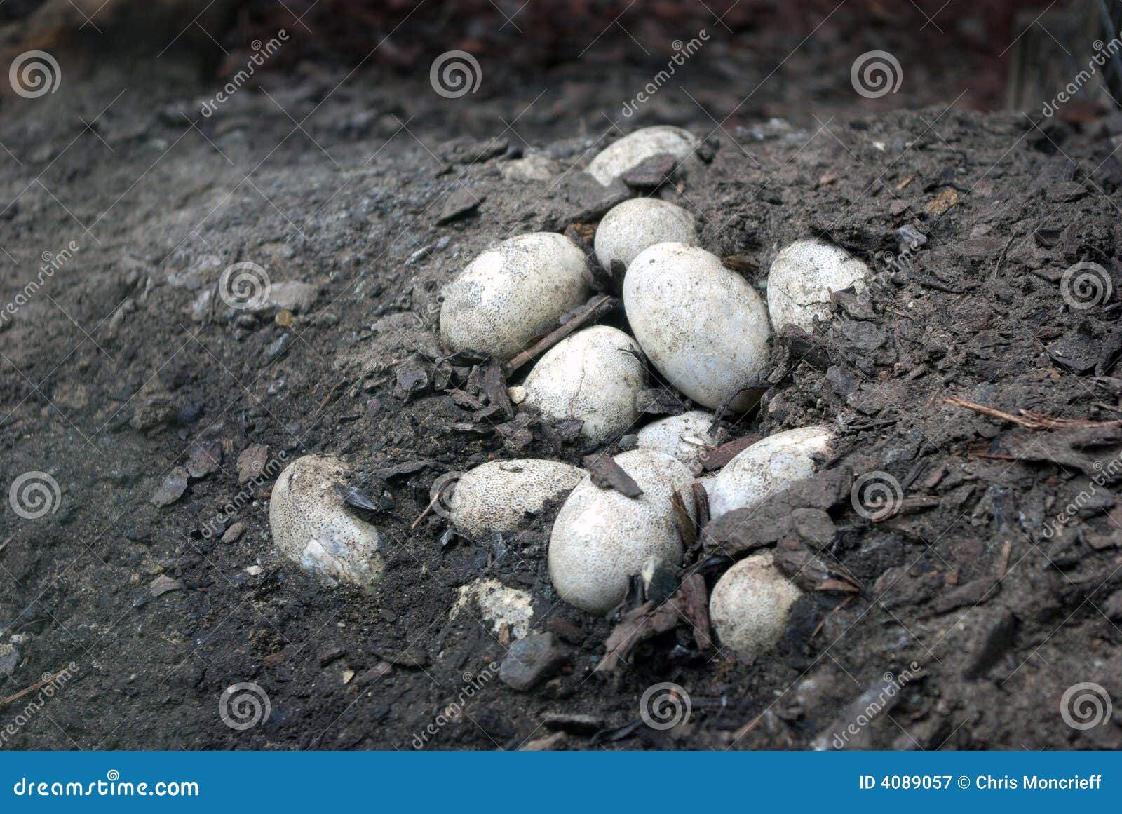 Huevos Del Cocodrilo De Caymen Imagen de archivo - Imagen de fauna ...