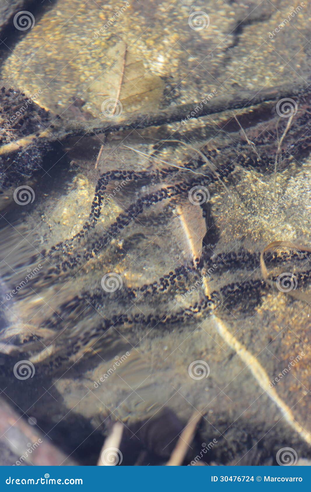 Huevos del sapo foto de archivo. Imagen de anfibio, animal - 30476724