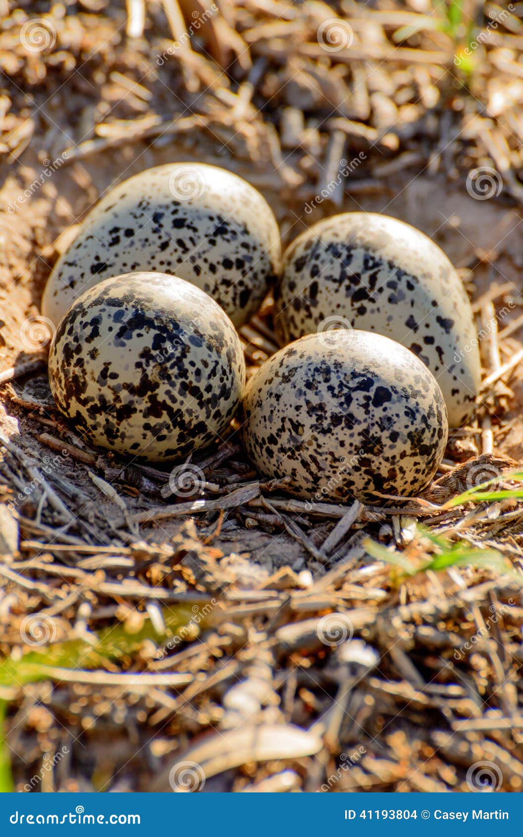 4 Huevos En Una Jerarquía De Tierra Foto de archivo - Imagen de huevo ...