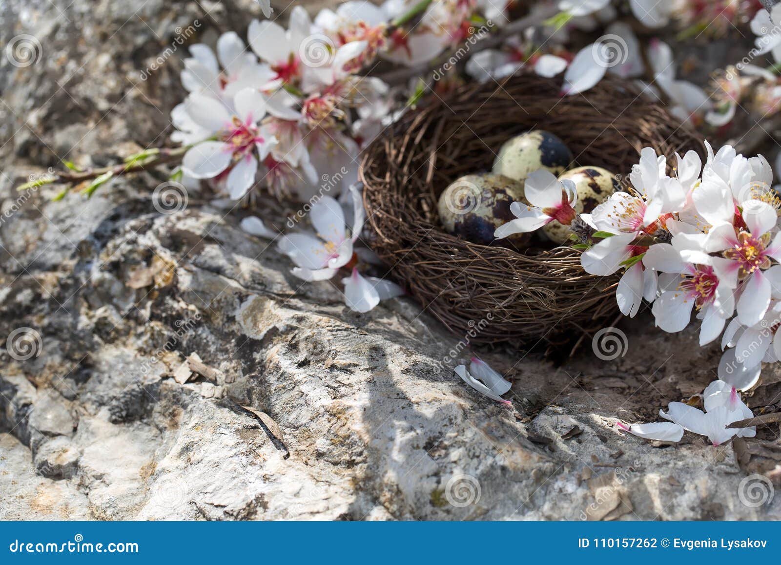 Huevos Y Flor De Codornices Foto de archivo - Imagen de alimento, fondo ...