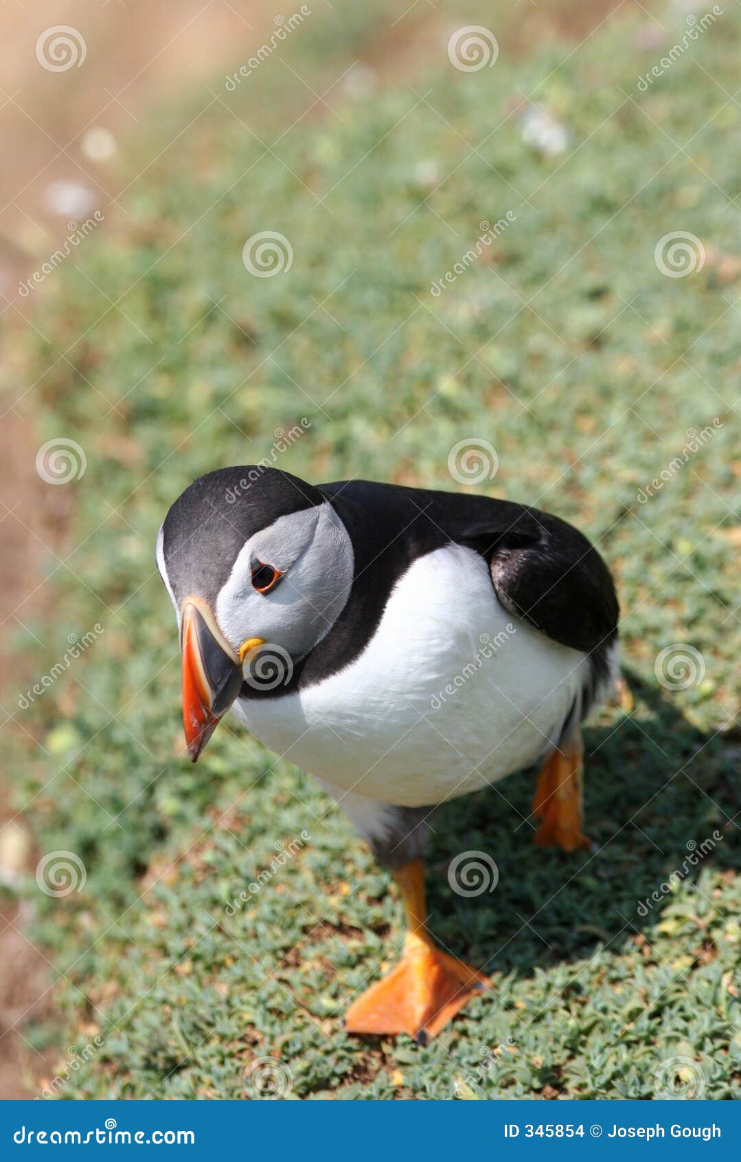 Huffin En Een Papegaaiduiker Stock Foto - Image of waggelen, streepje ...