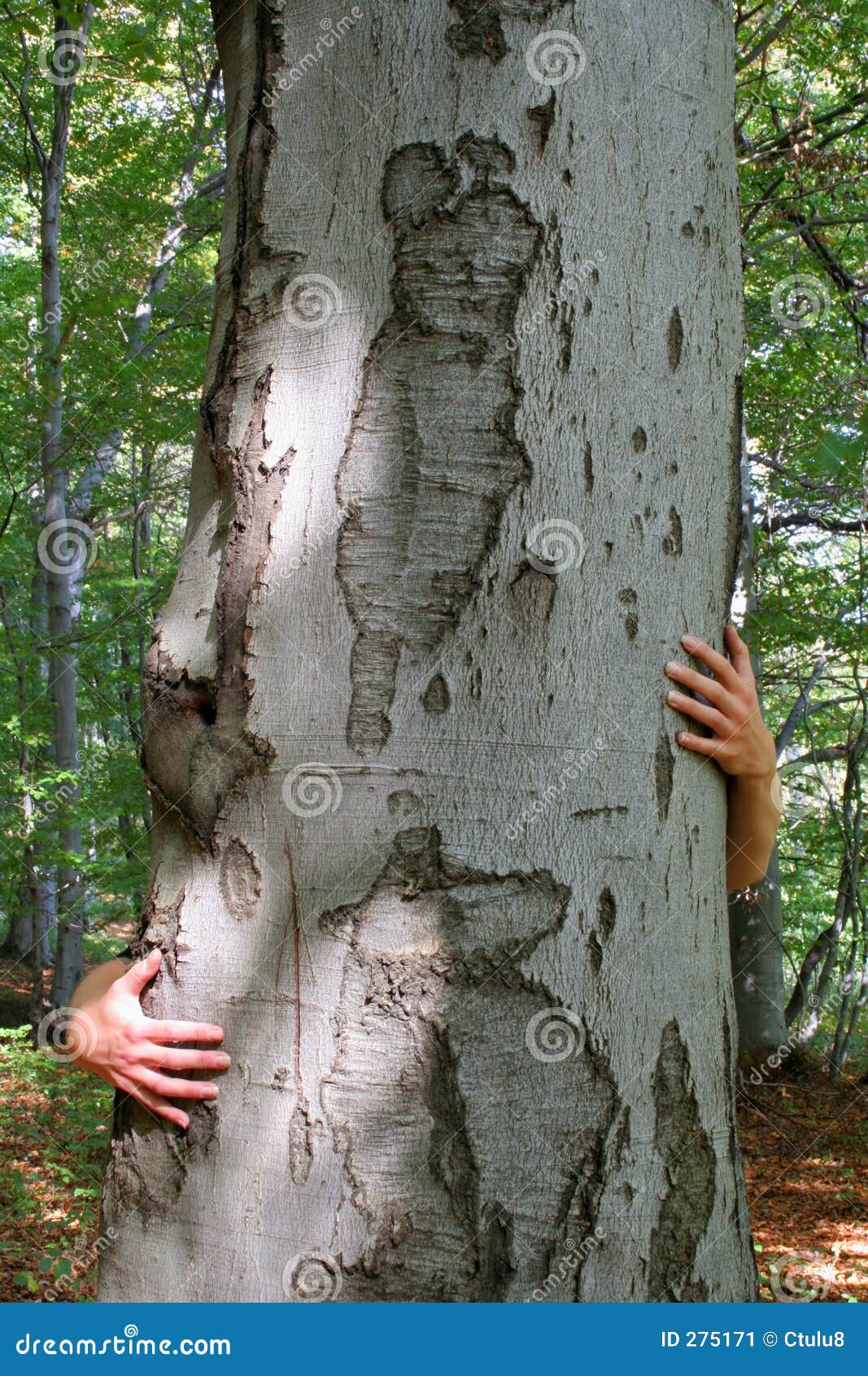 Hug stock image. Image of forest, land, relax, hand, leaf - 275171