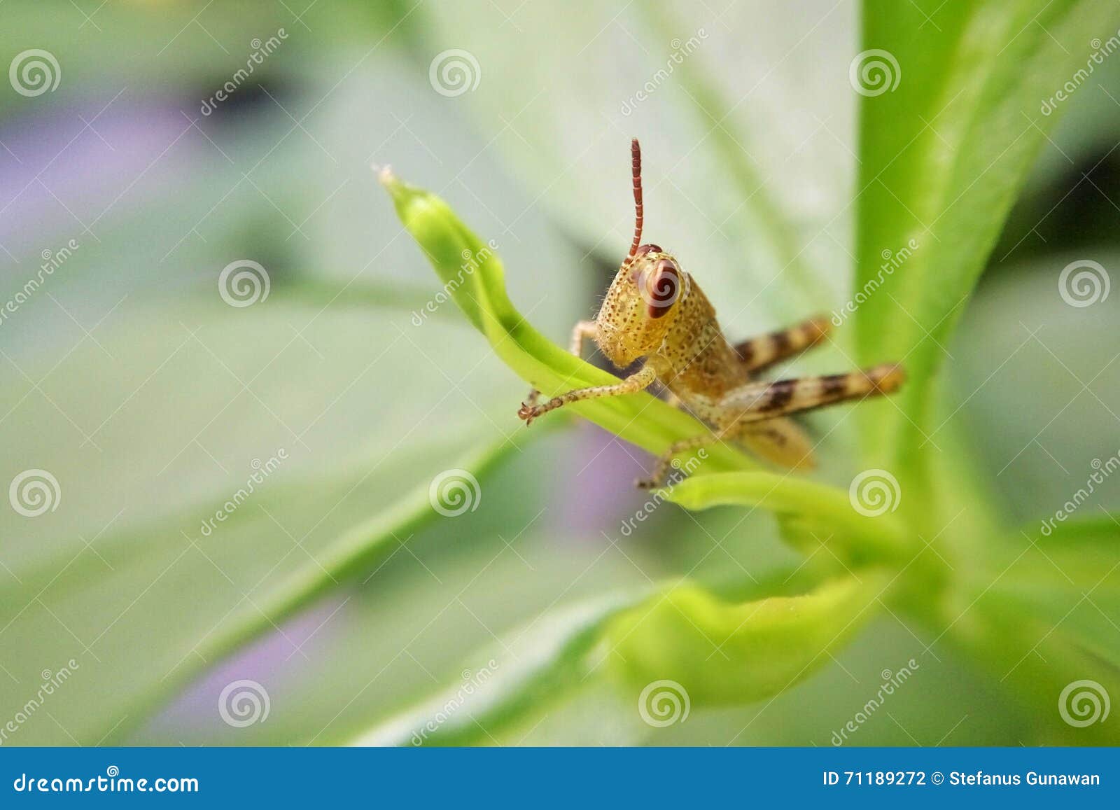 Hug me! stock photo. Image of sgun, grasshopper, insect - 71189272