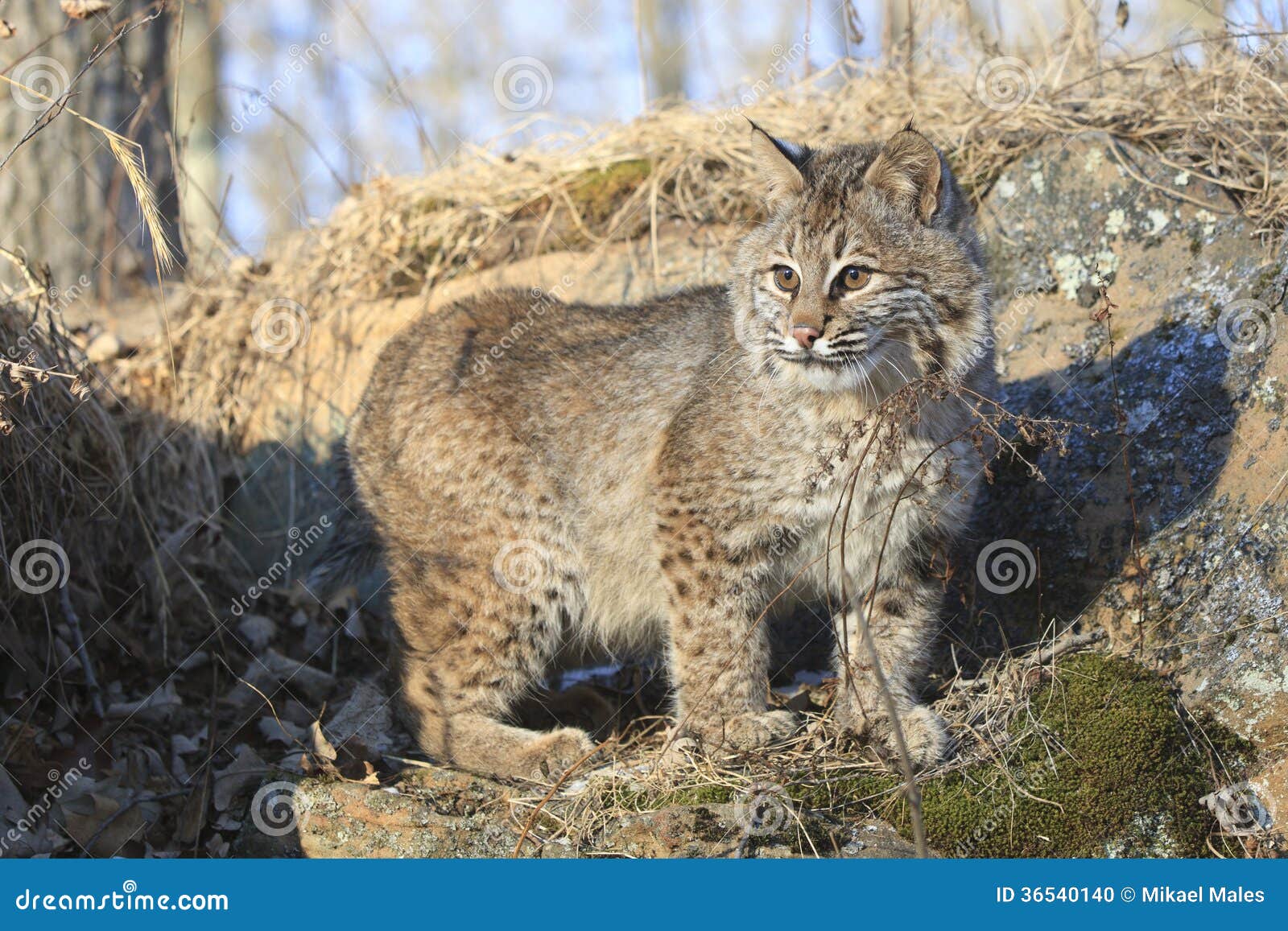 Hug me stock photo. Image of carnivores, mammalia, catlike - 36540140