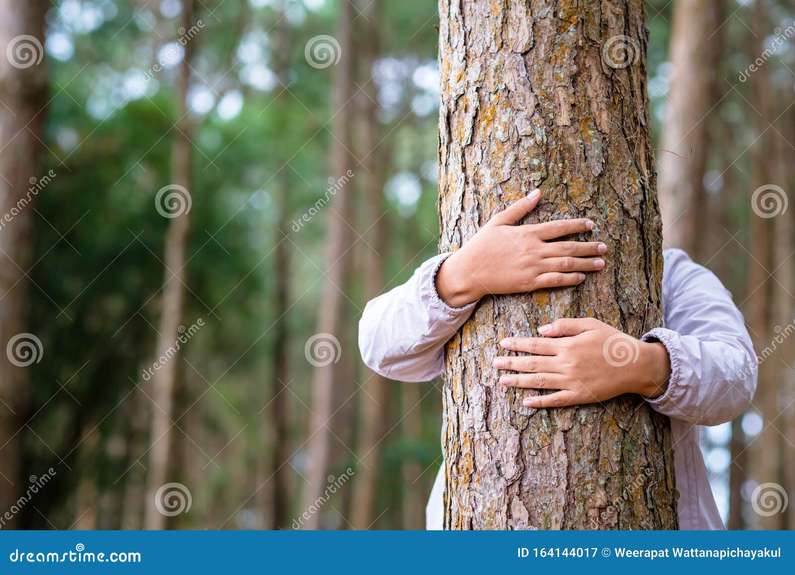 Hug the Pine Tree in the Forest Stock Image - Image of hand, back ...