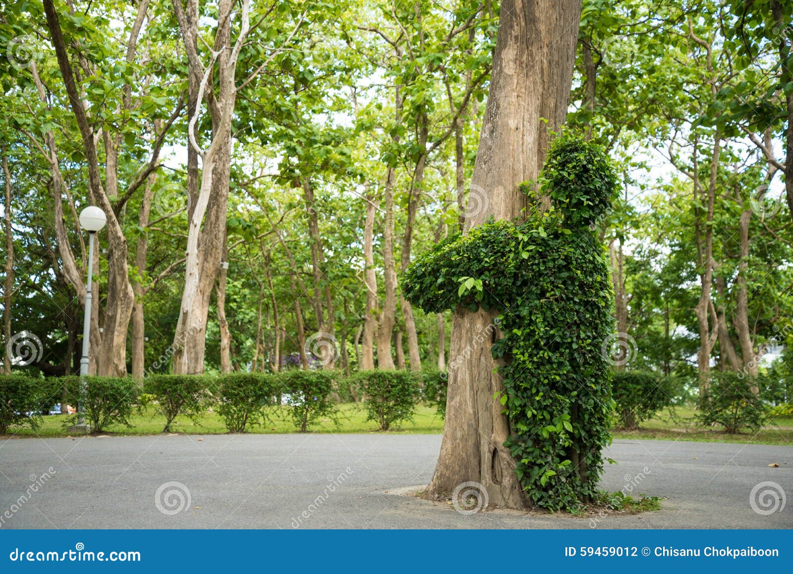 Hug tree stock photo. Image of green, hugging, tree, park - 59459012