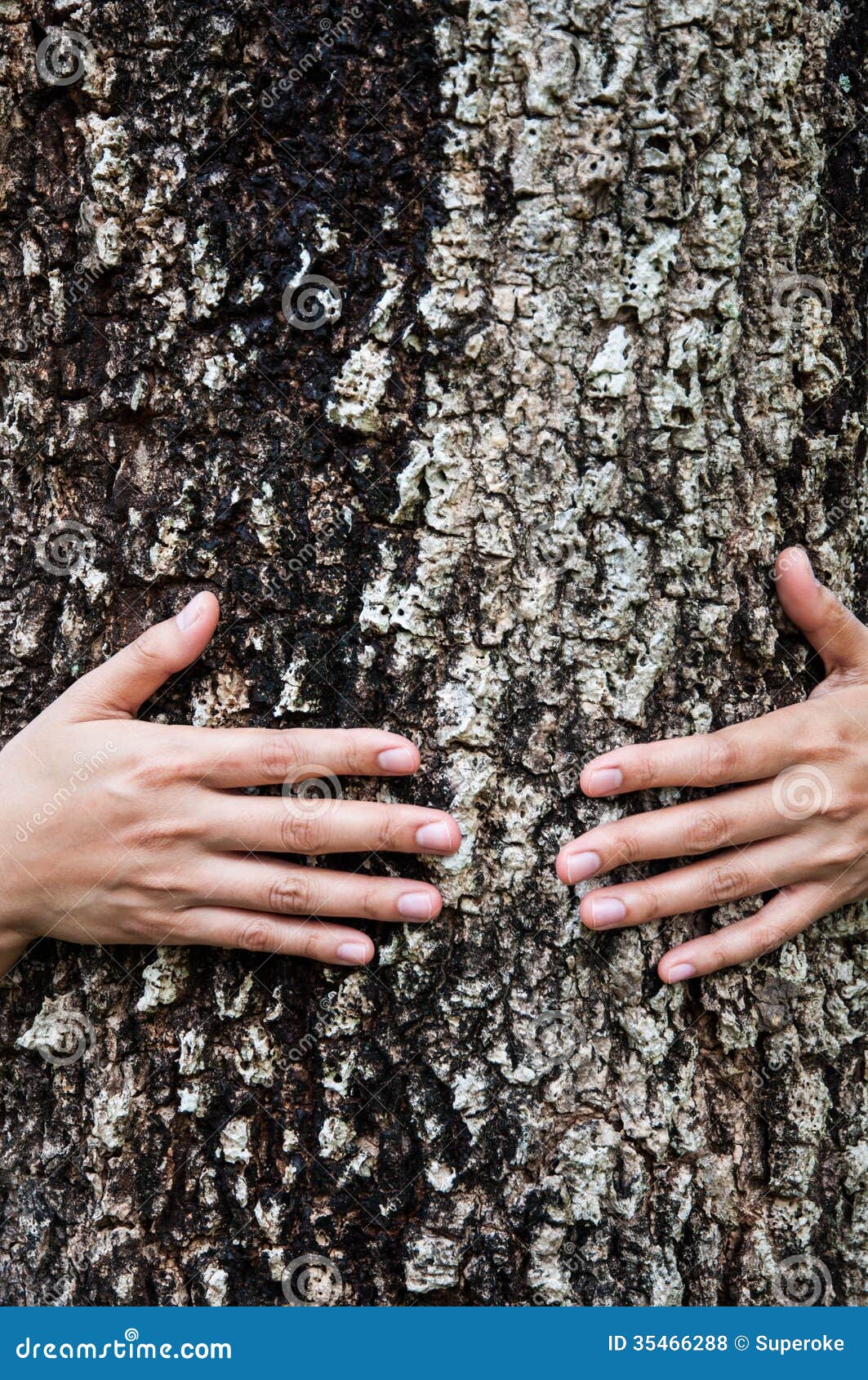 Hug tree stock photo. Image of caucasian, arms, copyspace - 35466288