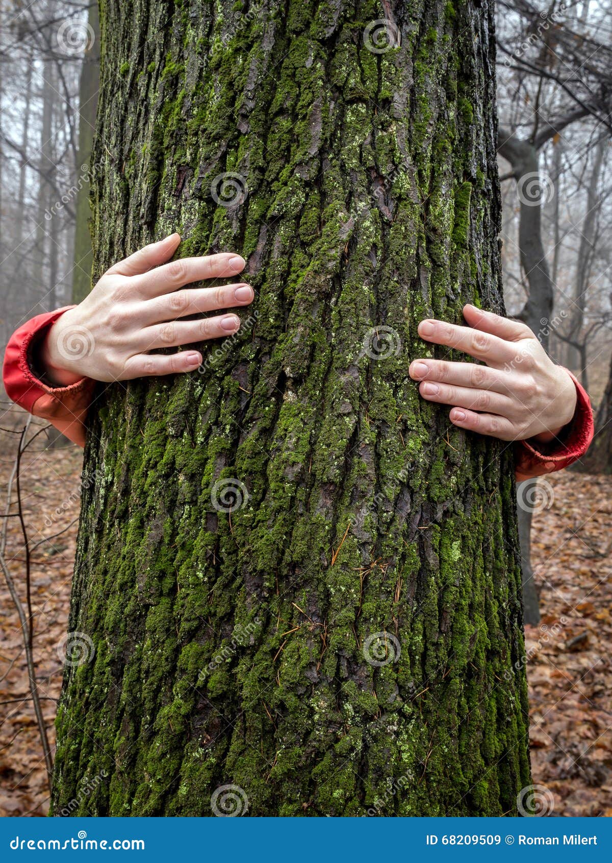 Hug a tree stock image. Image of hands, environment, love - 68209509