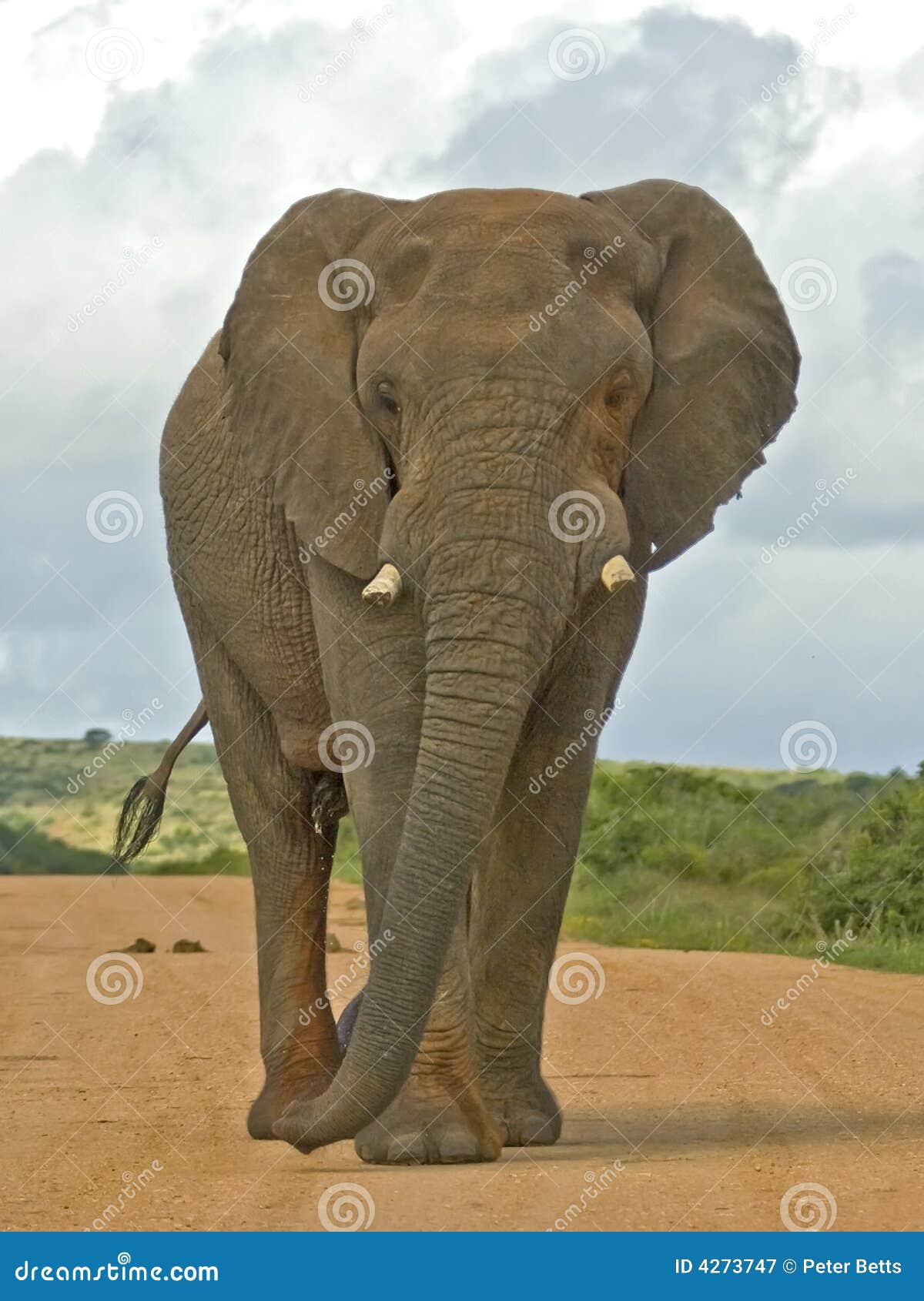 Huge Addo Bull Elephant stock image. Image of imposing - 4273747