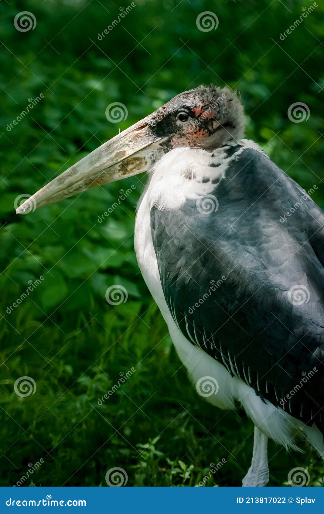 Huge African Bird of Prey Marabu Stock Photo - Image of fauna, hair ...