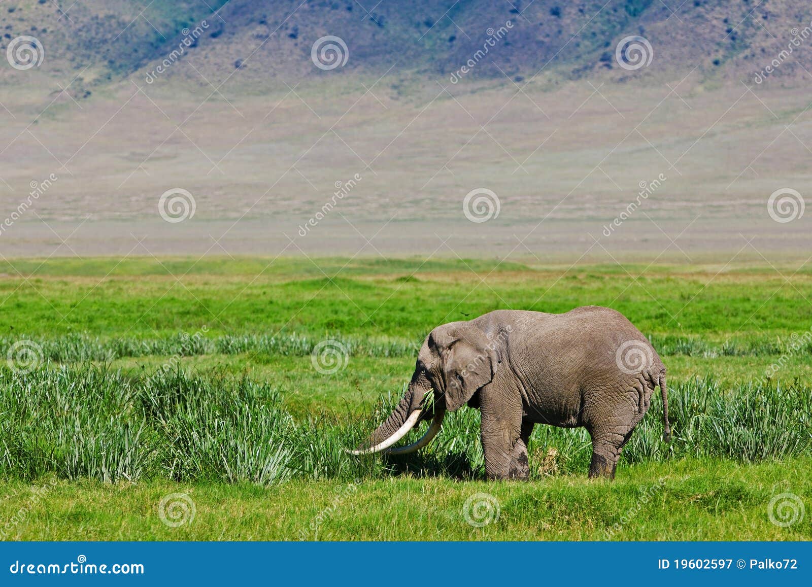 Two Huge And Old African Rhinos With Big Horns Isolated At White ...