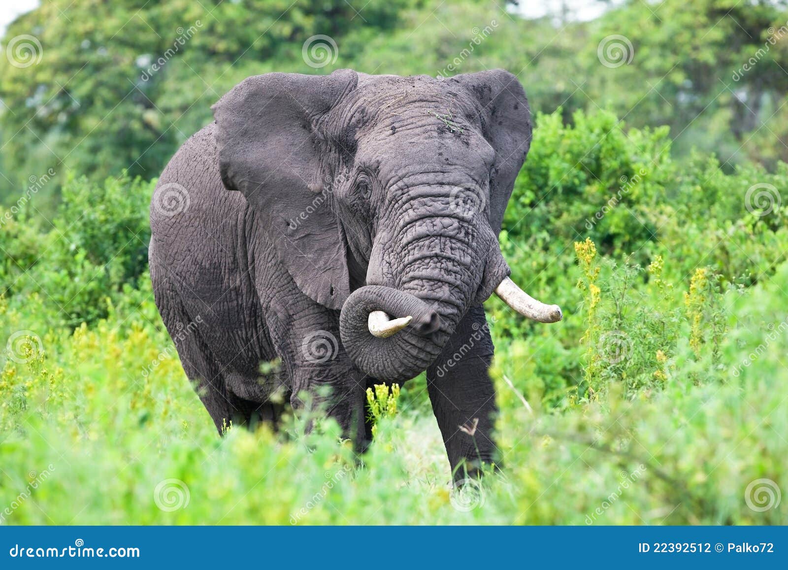 Huge African elephant bull stock photo. Image of mammal - 22392512