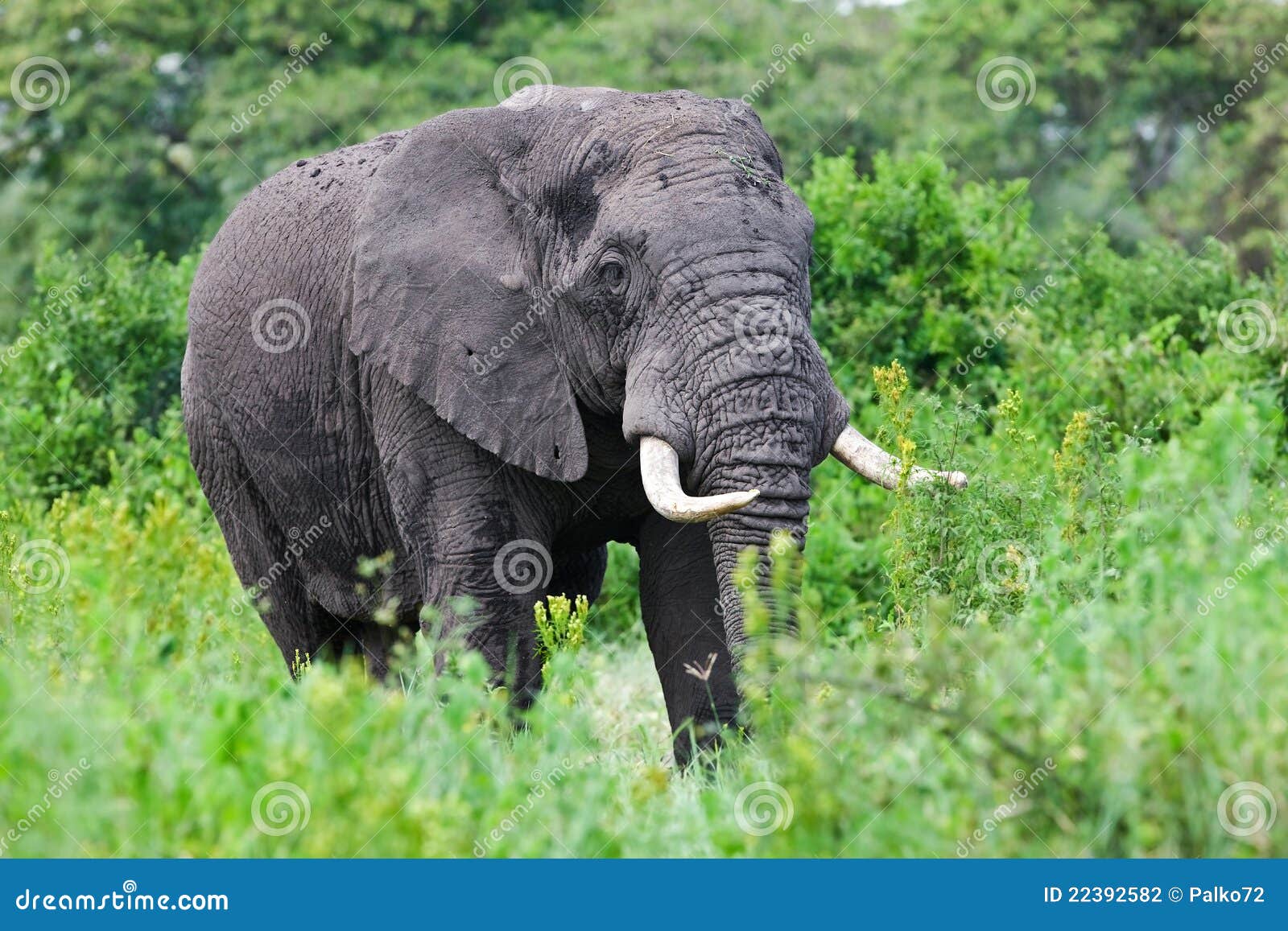 Huge African Elephant In The Road Stock Photo | CartoonDealer.com ...