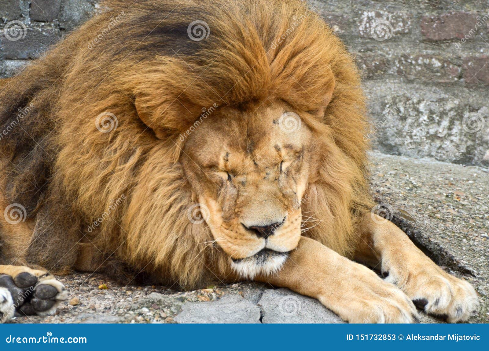 Huge African lion resting stock image. Image of carnivore - 151732853
