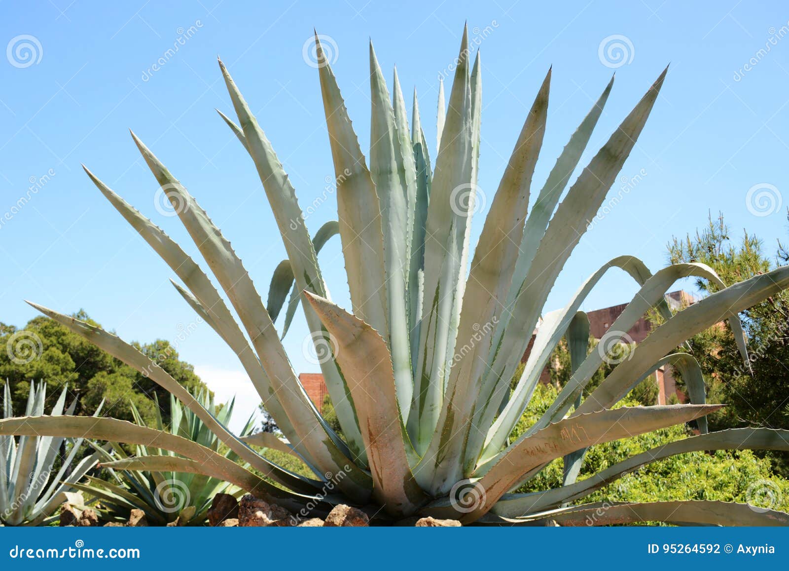 Huge Agave Plants Royalty-Free Stock Image | CartoonDealer.com #57969286