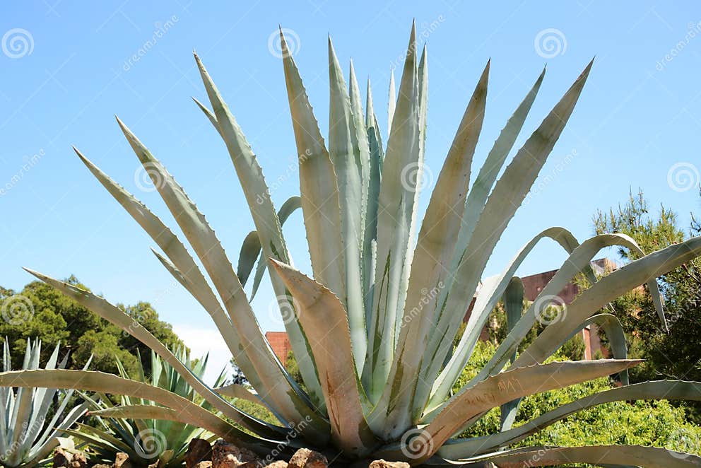 Huge agave close up stock photo. Image of agave, huge - 95264592
