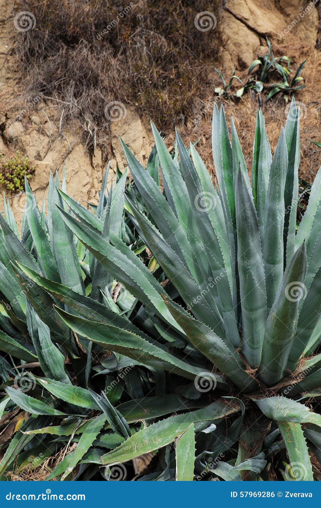Huge agave plants stock photo. Image of roof, prescott - 57969286